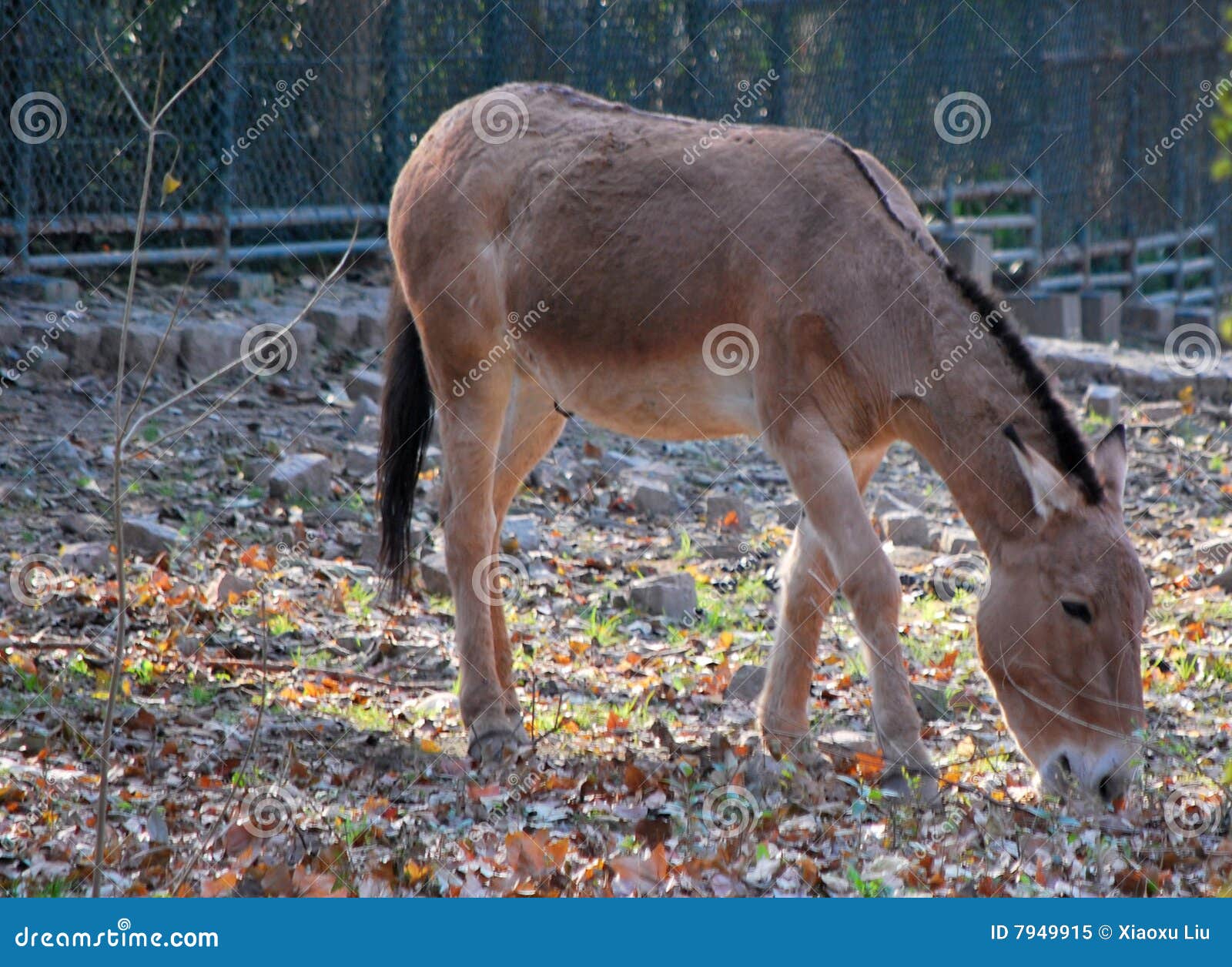 Mongoolse wilde ezel stock afbeelding. Image of dierentuin - 7949915