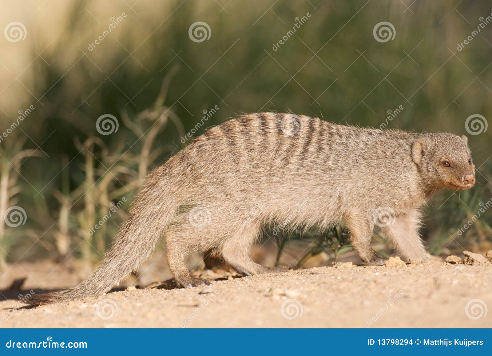 Mongoose stock photo. Image of arid, mongooses, africa - 13798294