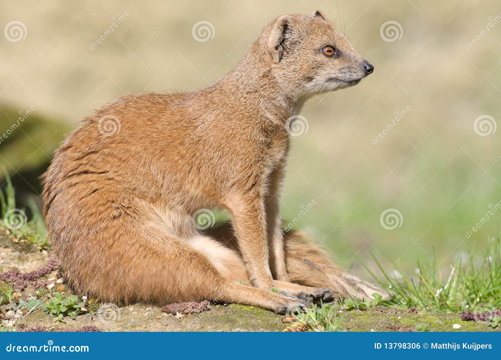 Mongoose stock photo. Image of botswana, africa, pack - 13798306