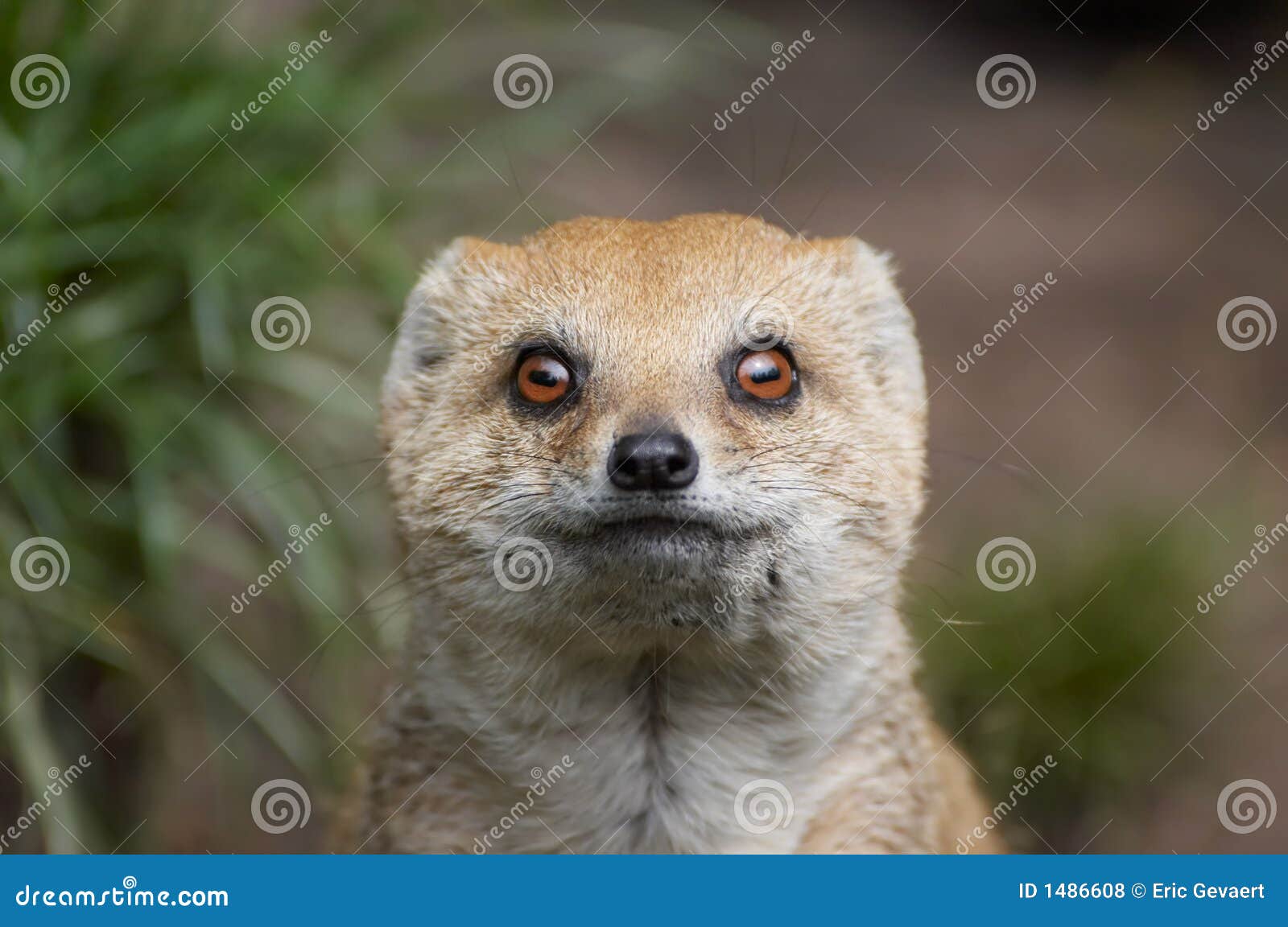 Mongoose stock photo. Image of attention, environment - 1486608