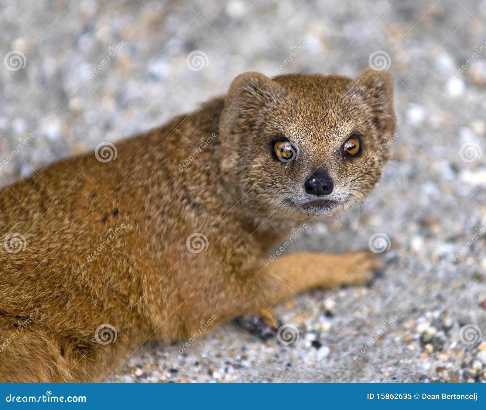 Mongoose stock image. Image of cute, small, adorable - 15862635