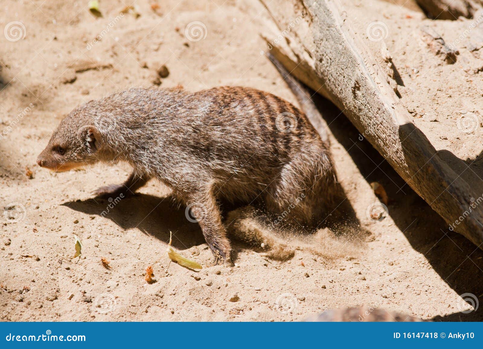 Mongoose stock photo. Image of looking, beautiful, face - 16147418