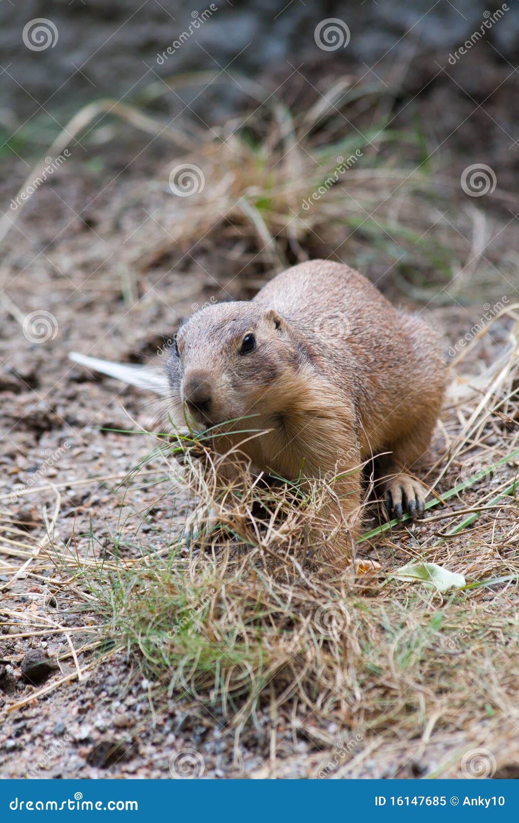 Mongoose stock image. Image of adorable, conservation - 16147685