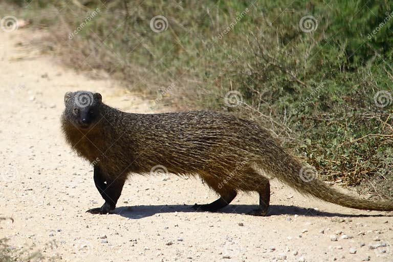 Mongoose stock photo. Image of wildlife, mammal, animal - 16155880