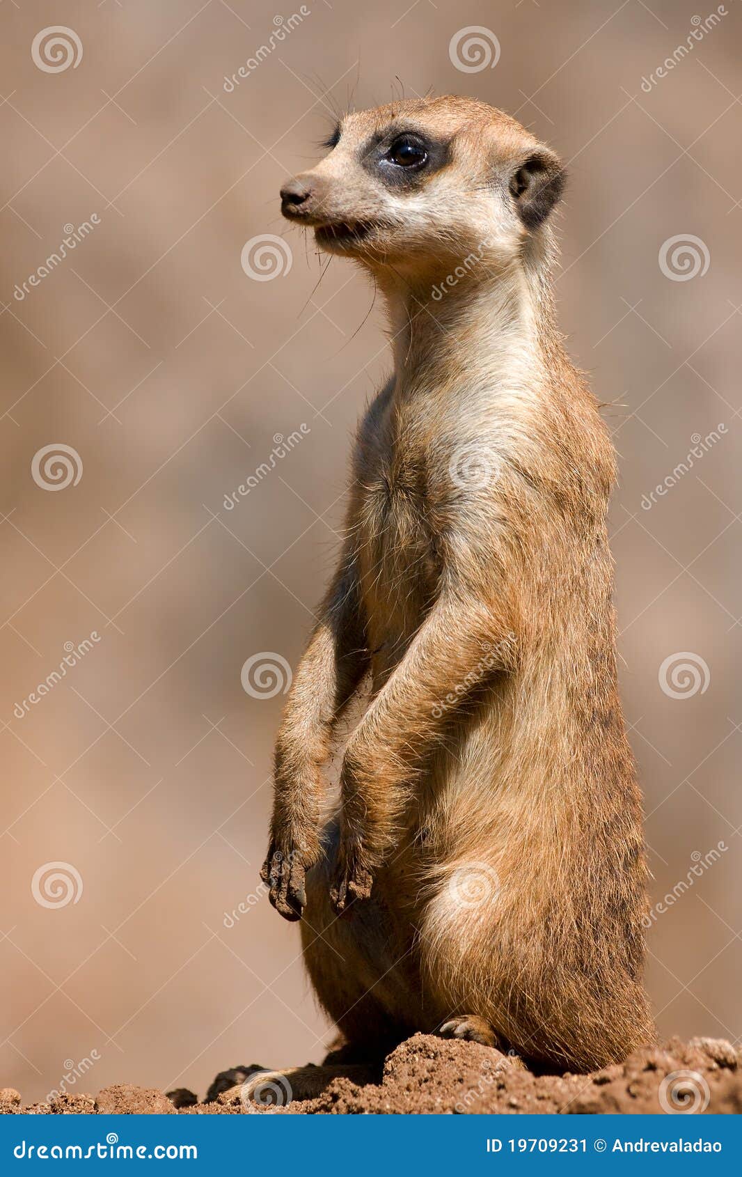 Mongoose stock image. Image of mungos, wildlife, creature - 19709231