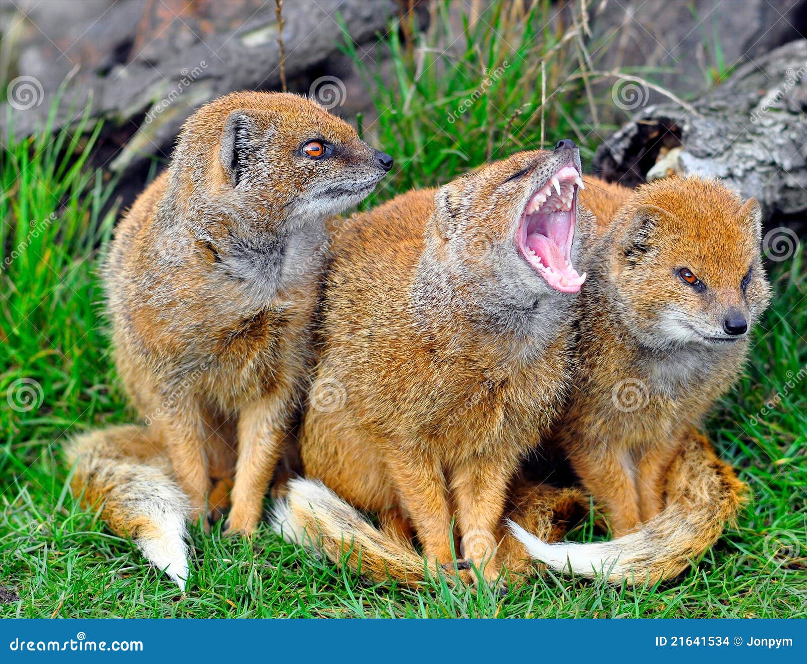 Mongoose stock photo. Image of south, carnivore, horizontal - 21641534