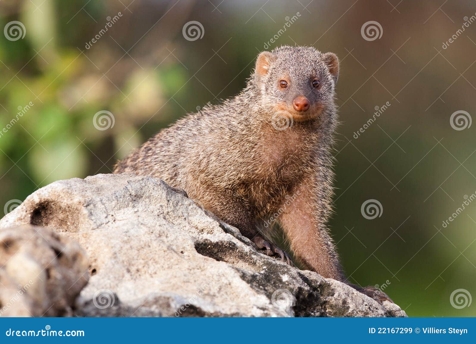 Mongoose stock image. Image of depth, shallow, nose, creature - 22167299