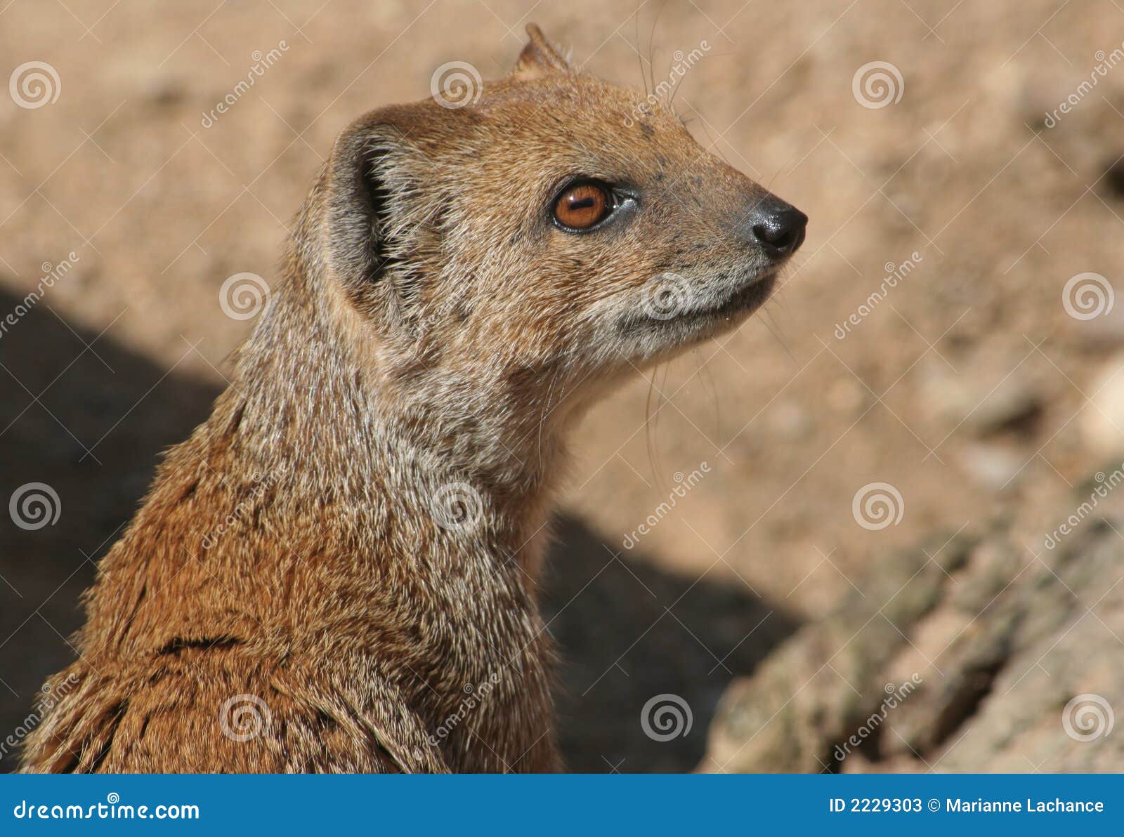 Mongoose stock image. Image of carnivore, ears, head, slit - 2229303