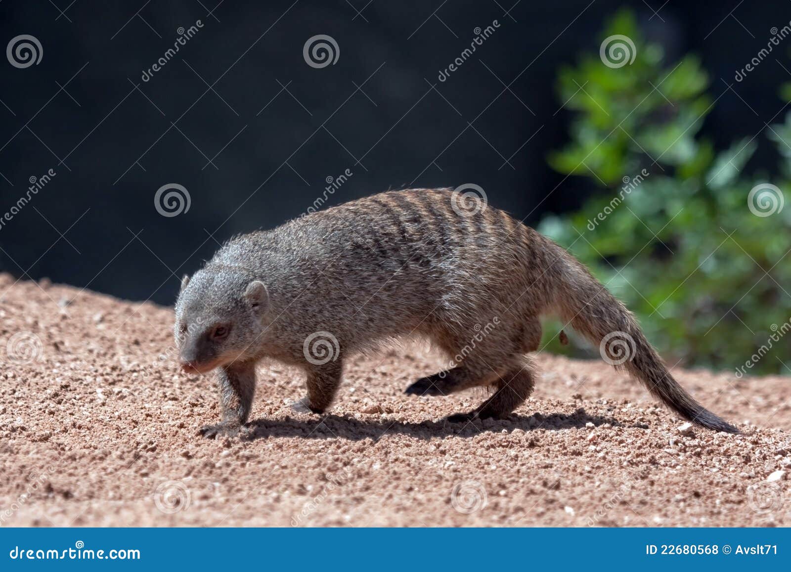 Mongoose stock photo. Image of furry, ecology, fauna - 22680568