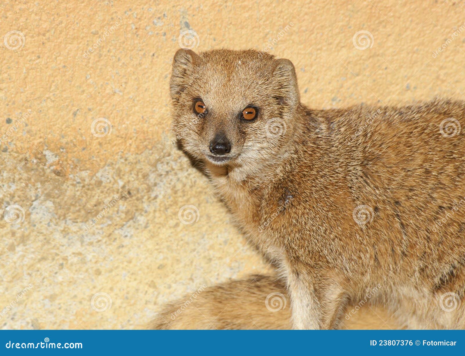 Mongoose stock photo. Image of ears, short, carnivorous - 23807376