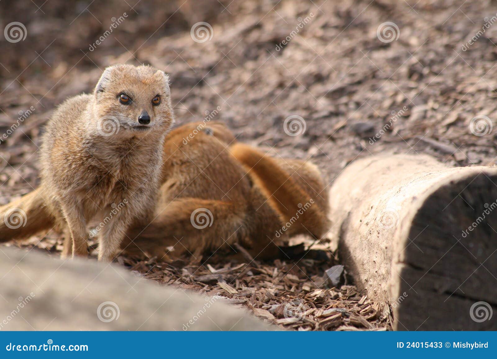 Mongoose stock image. Image of north, cynomys, dogs, pack - 24015433
