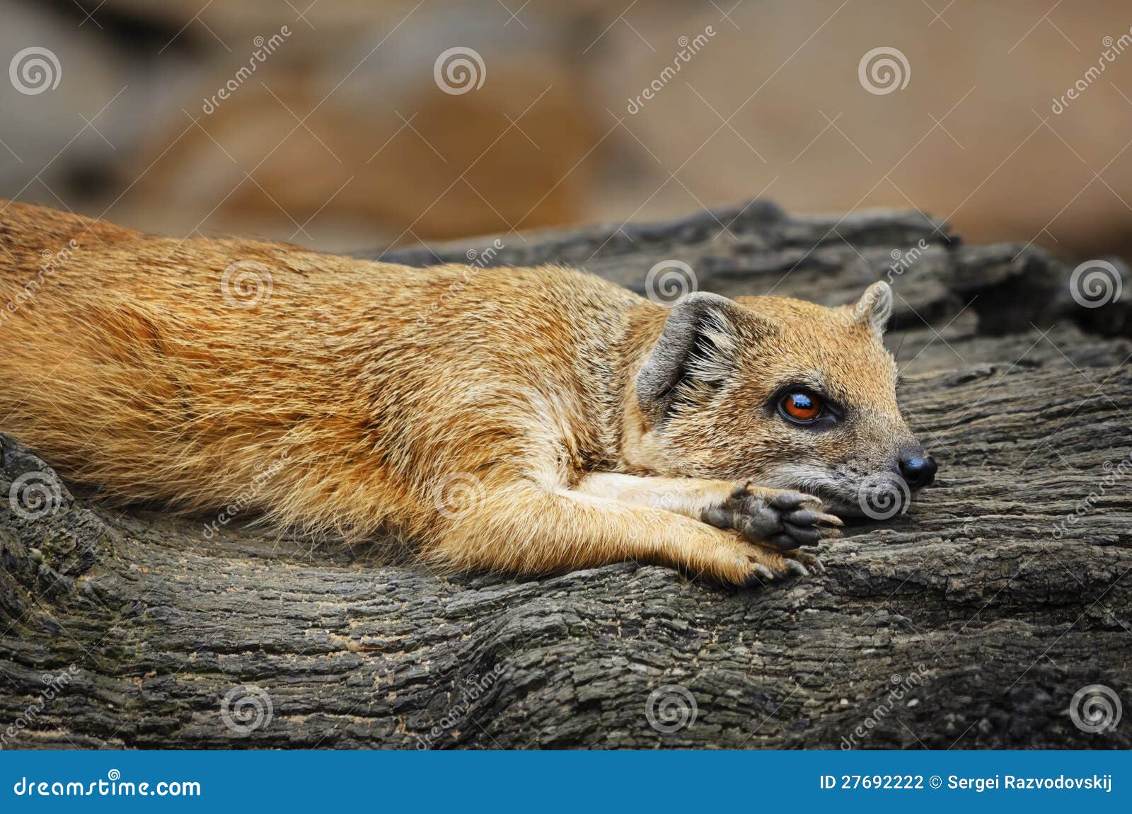 Mongoose stock photo. Image of vertebrate, tree, common - 27692222