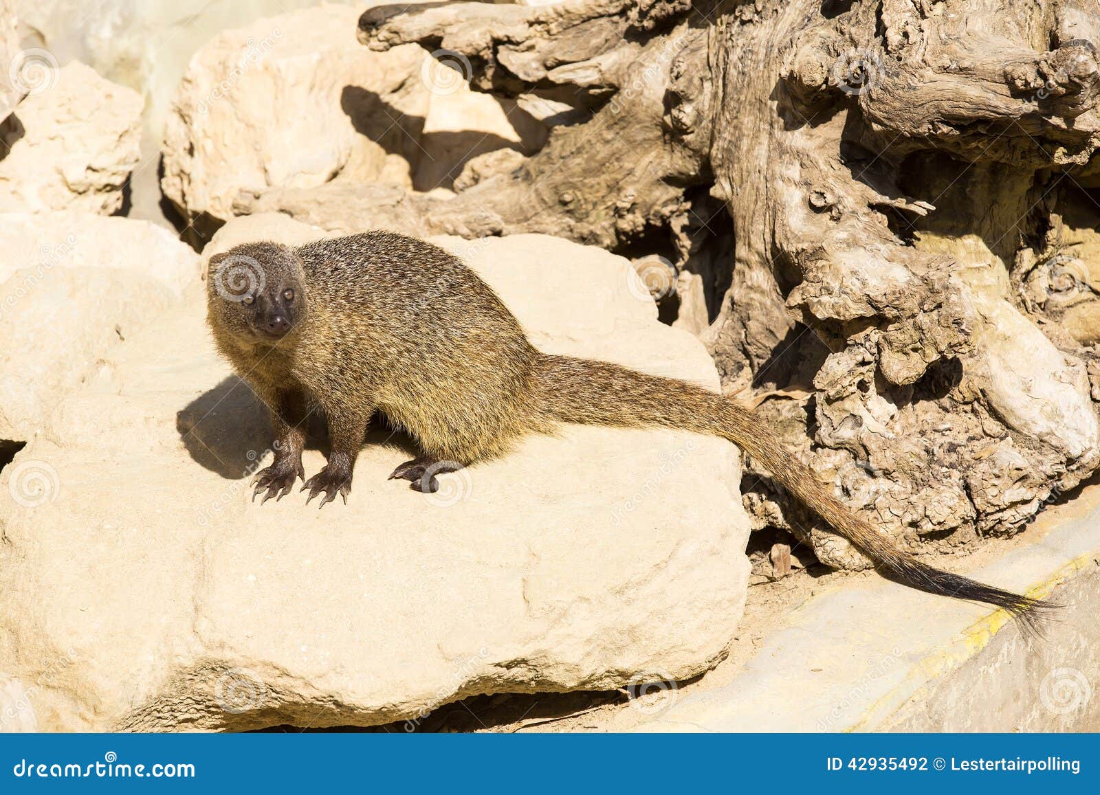 Mongoose foto de archivo. Imagen de nafta, mongosta, desierto - 42935492