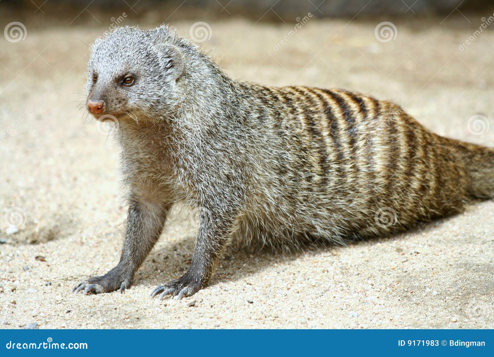 Mongoose stock image. Image of ecology, wilderness, creature - 9171983
