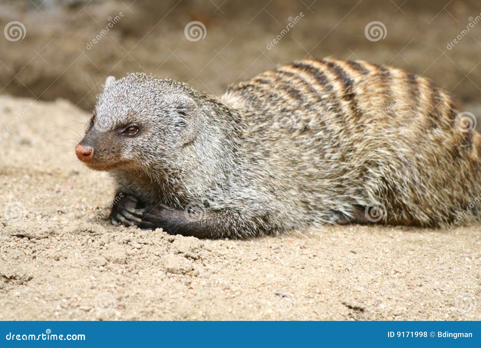 Mongoose stock photo. Image of eyes, mammal, mungo, conservation - 9171998
