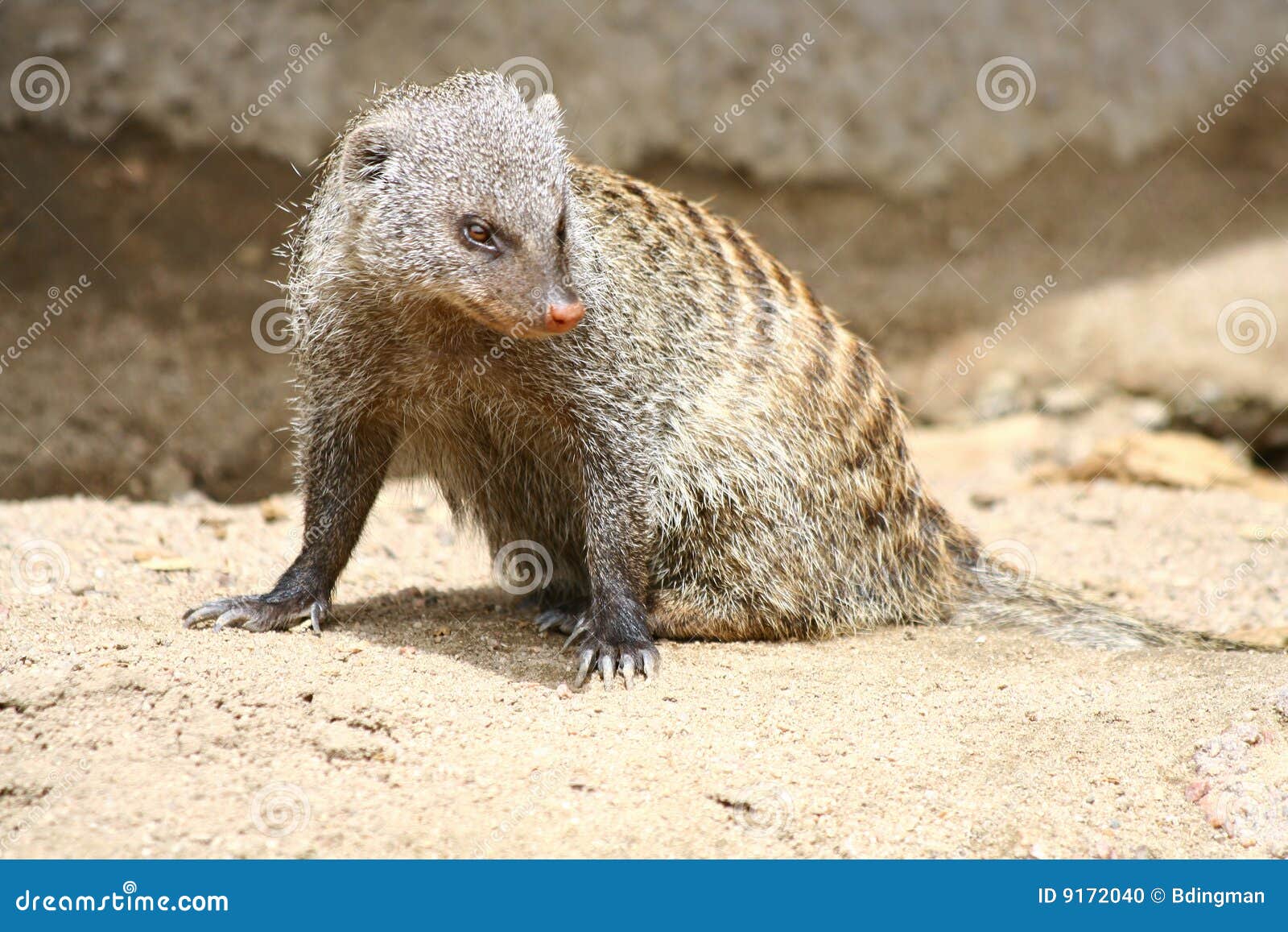 Mongoose stock photo. Image of watch, zoological, banded - 9172040