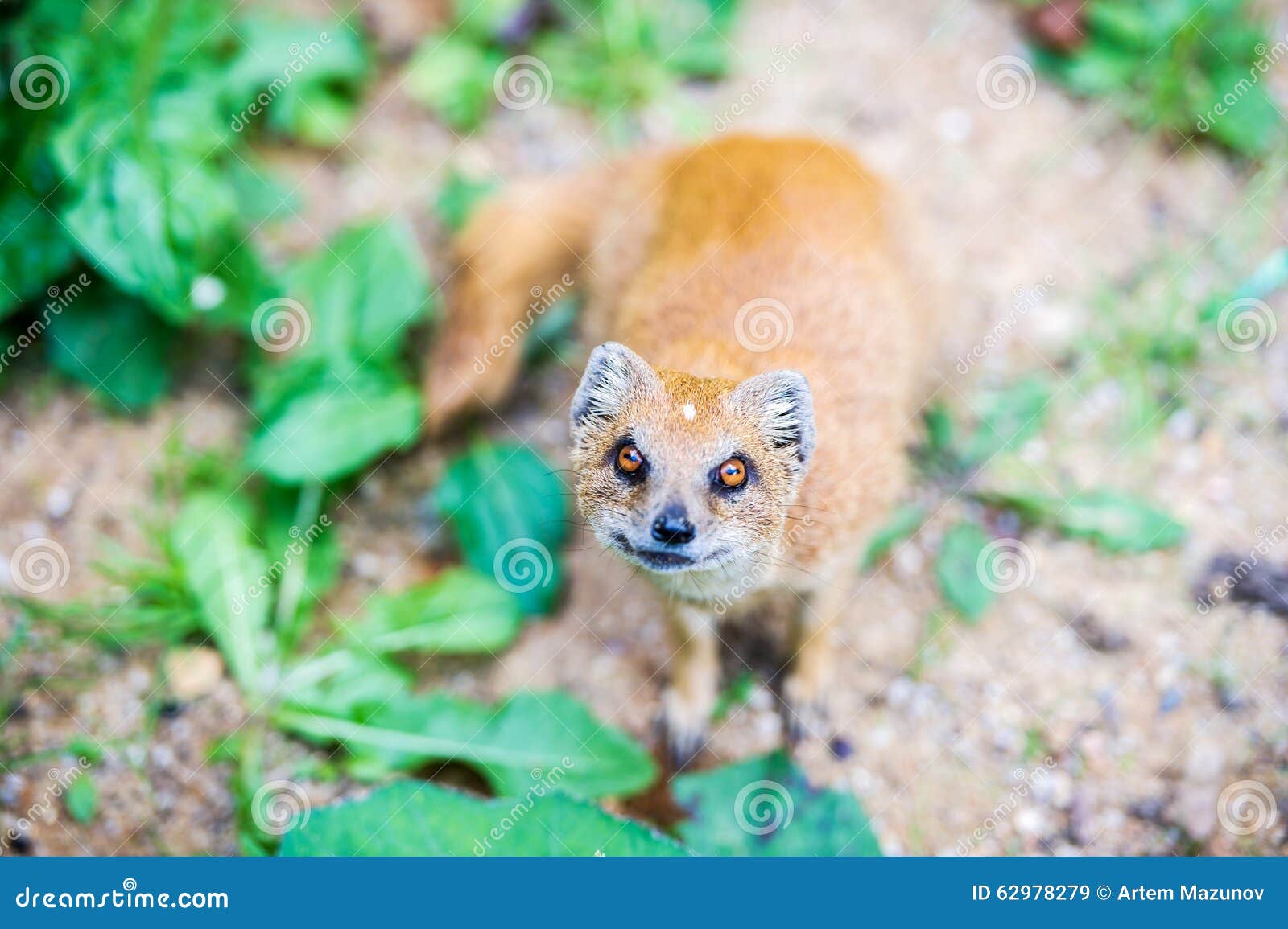 Mongoose stock image. Image of angry, jungle, unusual - 62978279