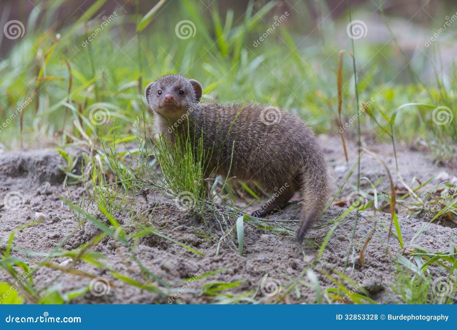 Mongoose baby stock photo. Image of mongoose, rodent - 32853328