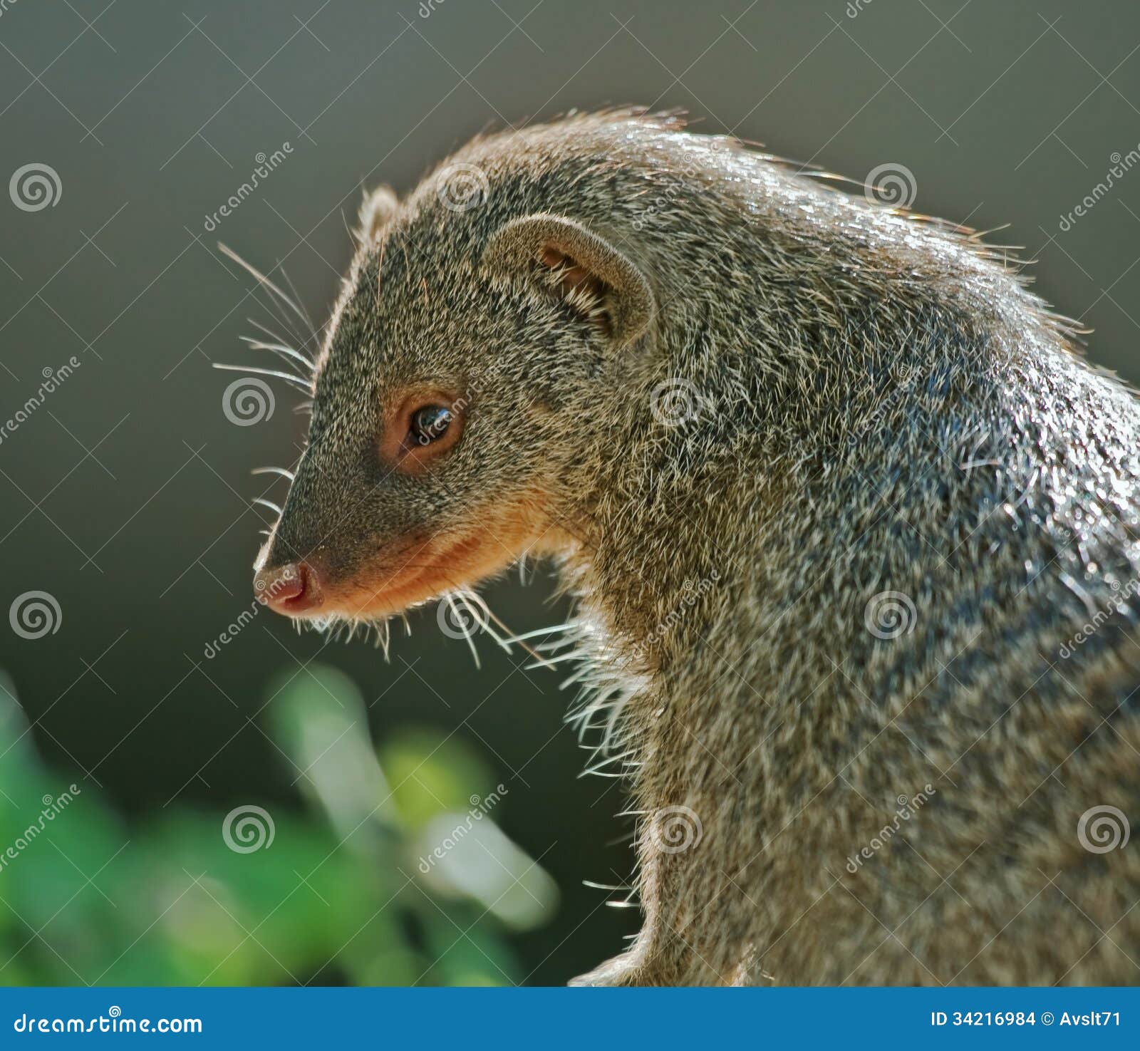 Mongoose stock photo. Image of eyes, parvula, nature - 34216984