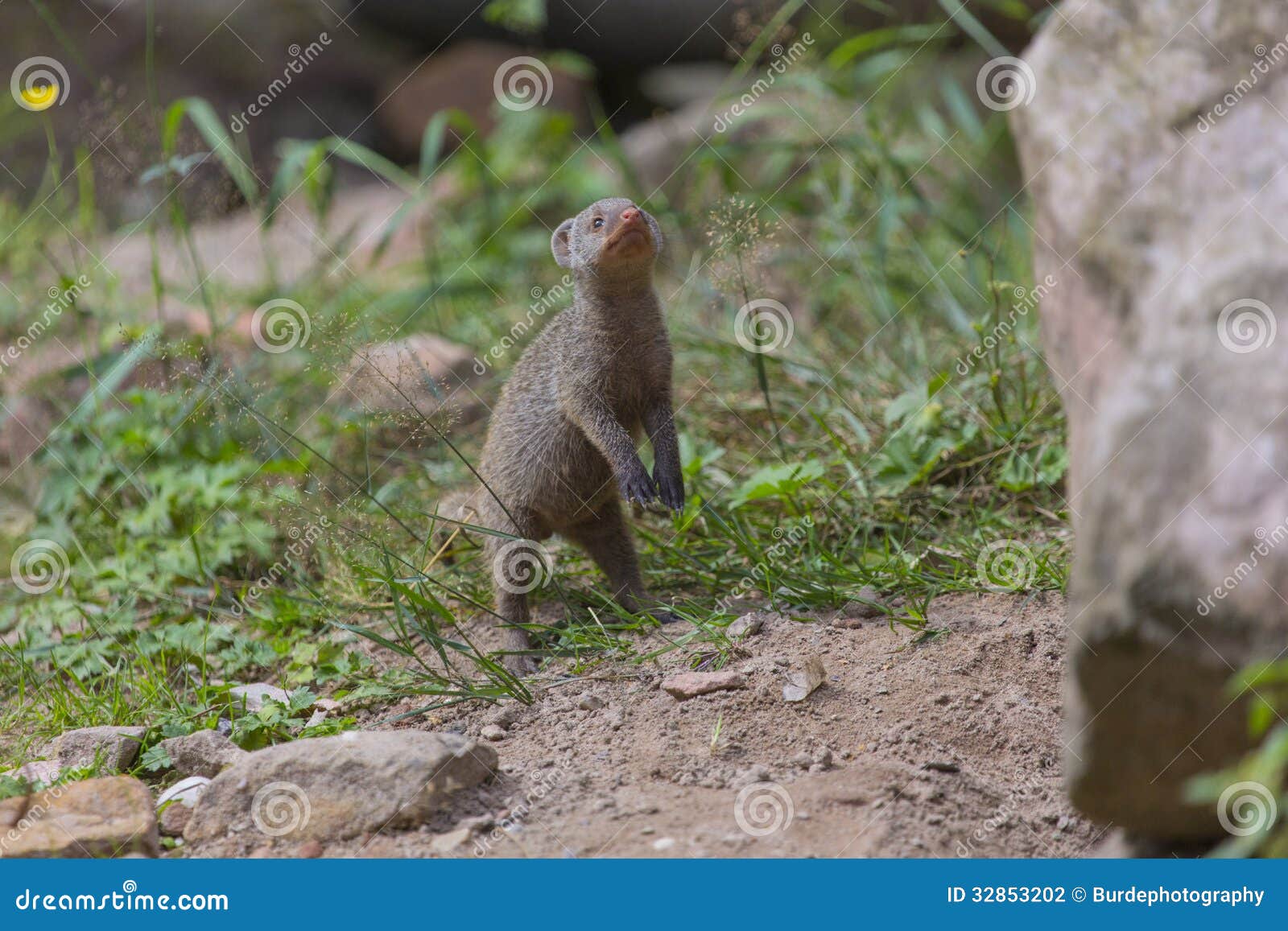 Mongoose stock photo. Image of nature, mungo, meerkat - 32853202