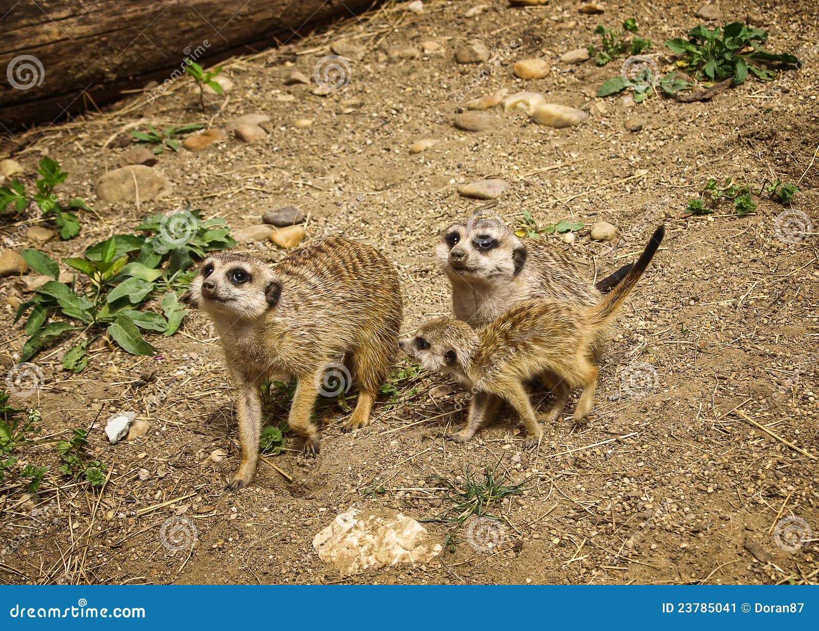 Mongoose family stock image. Image of tree, cute, plant - 23785041