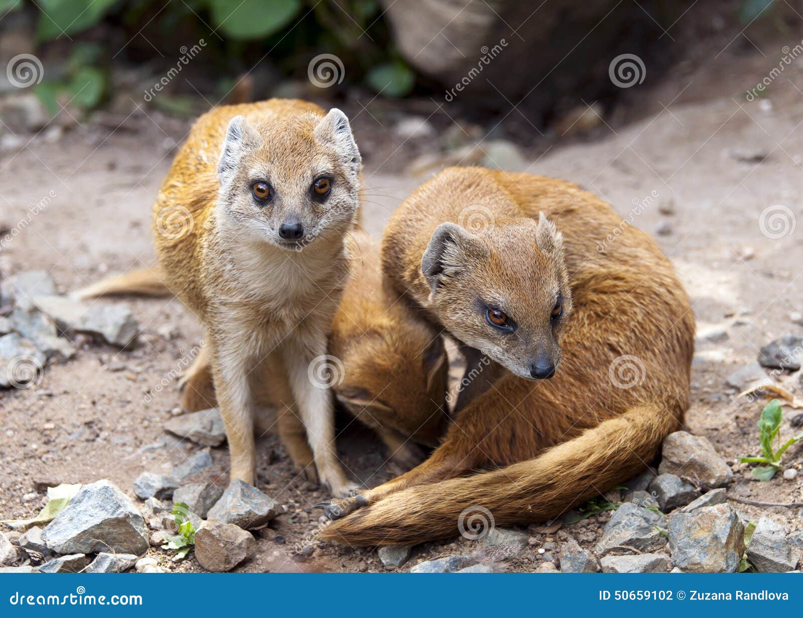 Mongoose stock photo. Image of sunlight, yellow, mongoose - 50659102