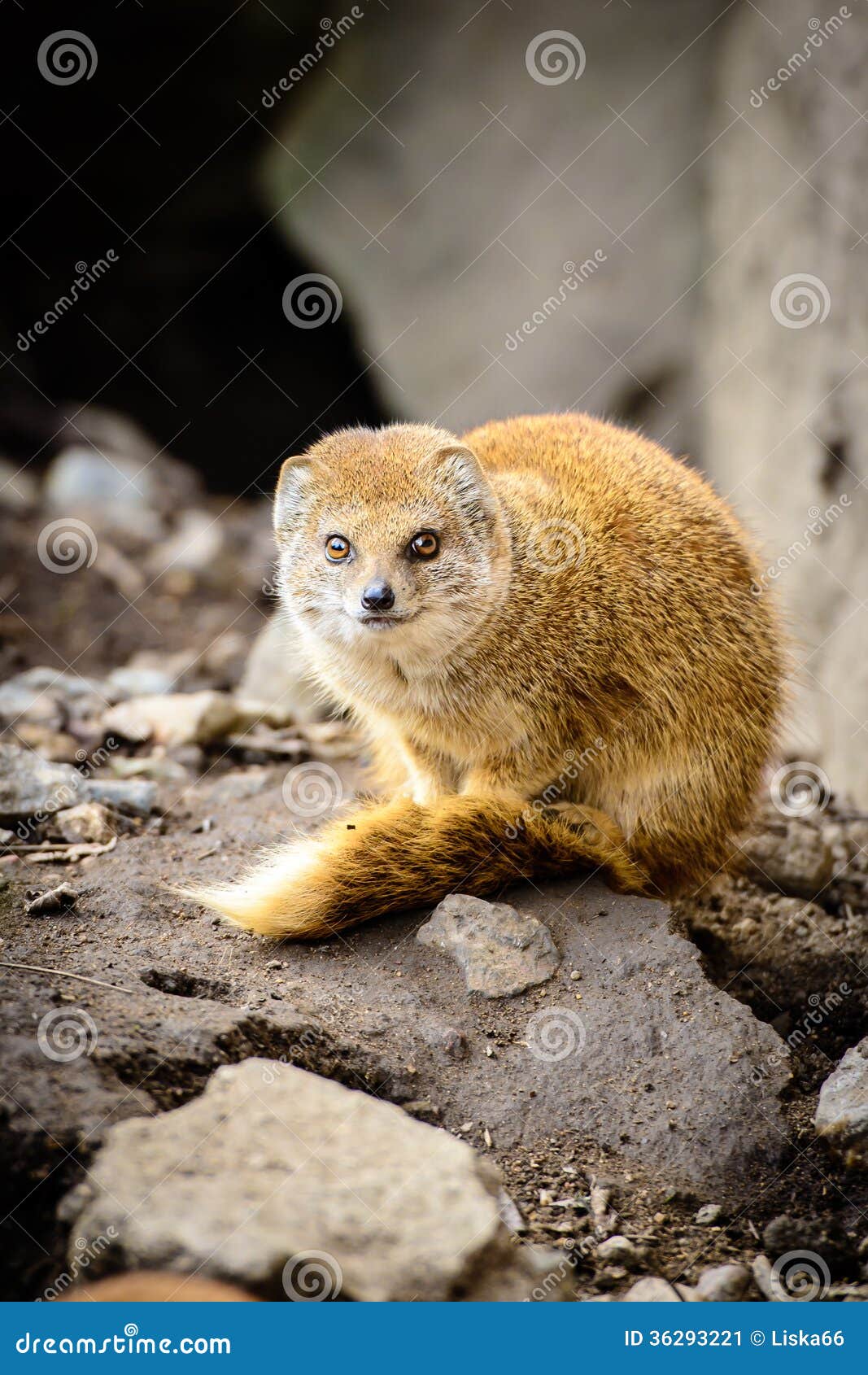 Mongoose fox stock image. Image of meerkat, natural, close - 36293221