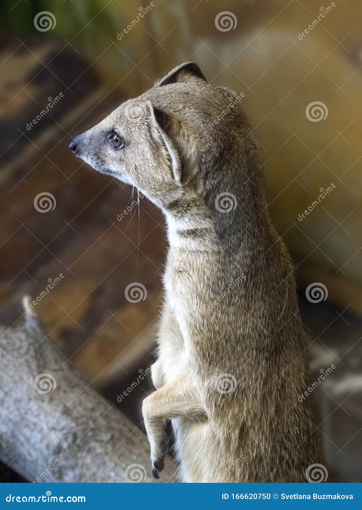 The Mongoose Has Stood on Its Hind Legs and is Looking Forward with ...