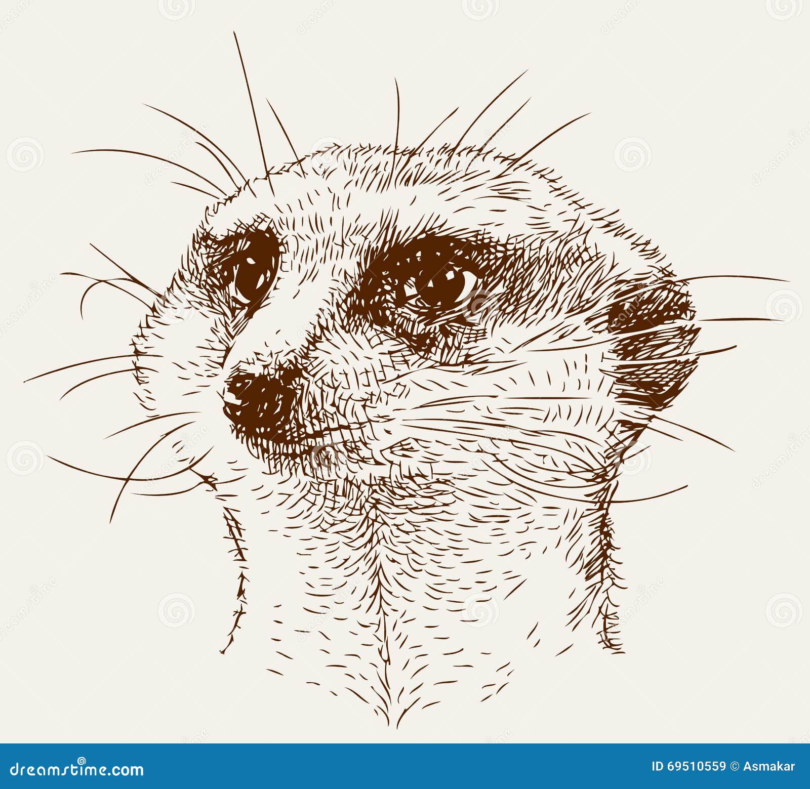 Angry Mongoose Drawing