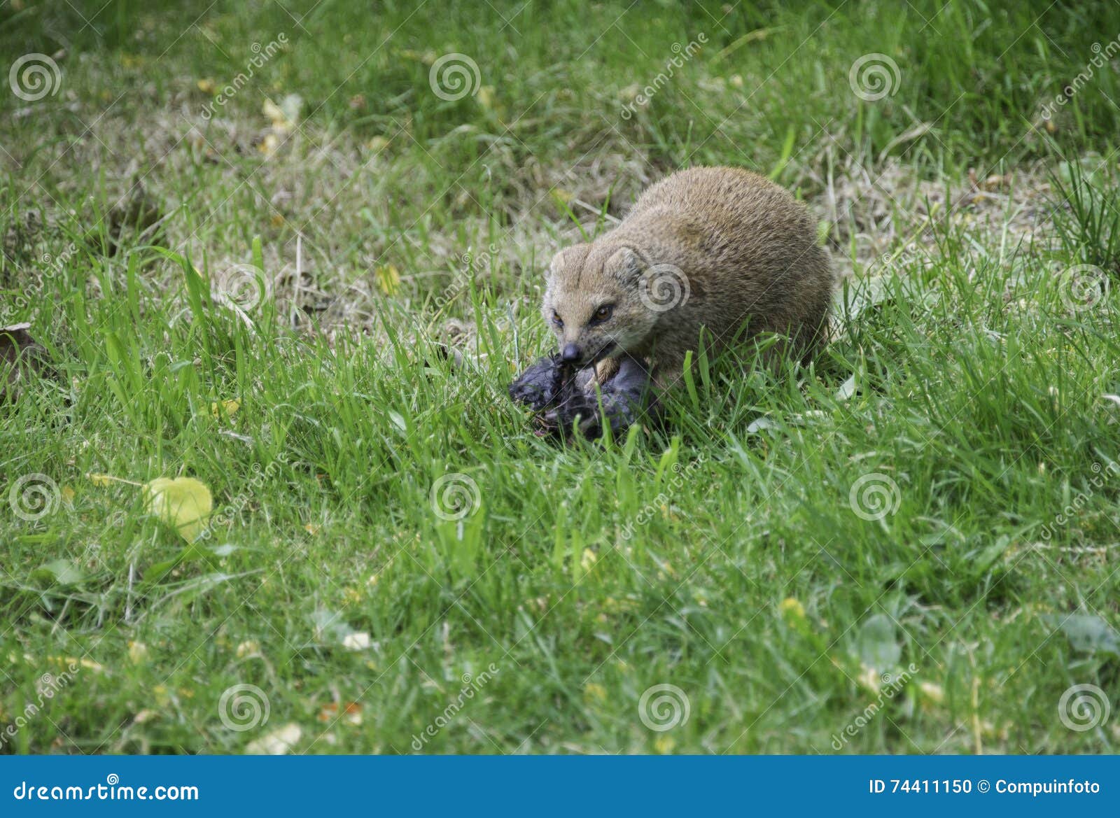 Mongoose Herpestidae Eating Prey Stock Photo - Image of africa, eating ...
