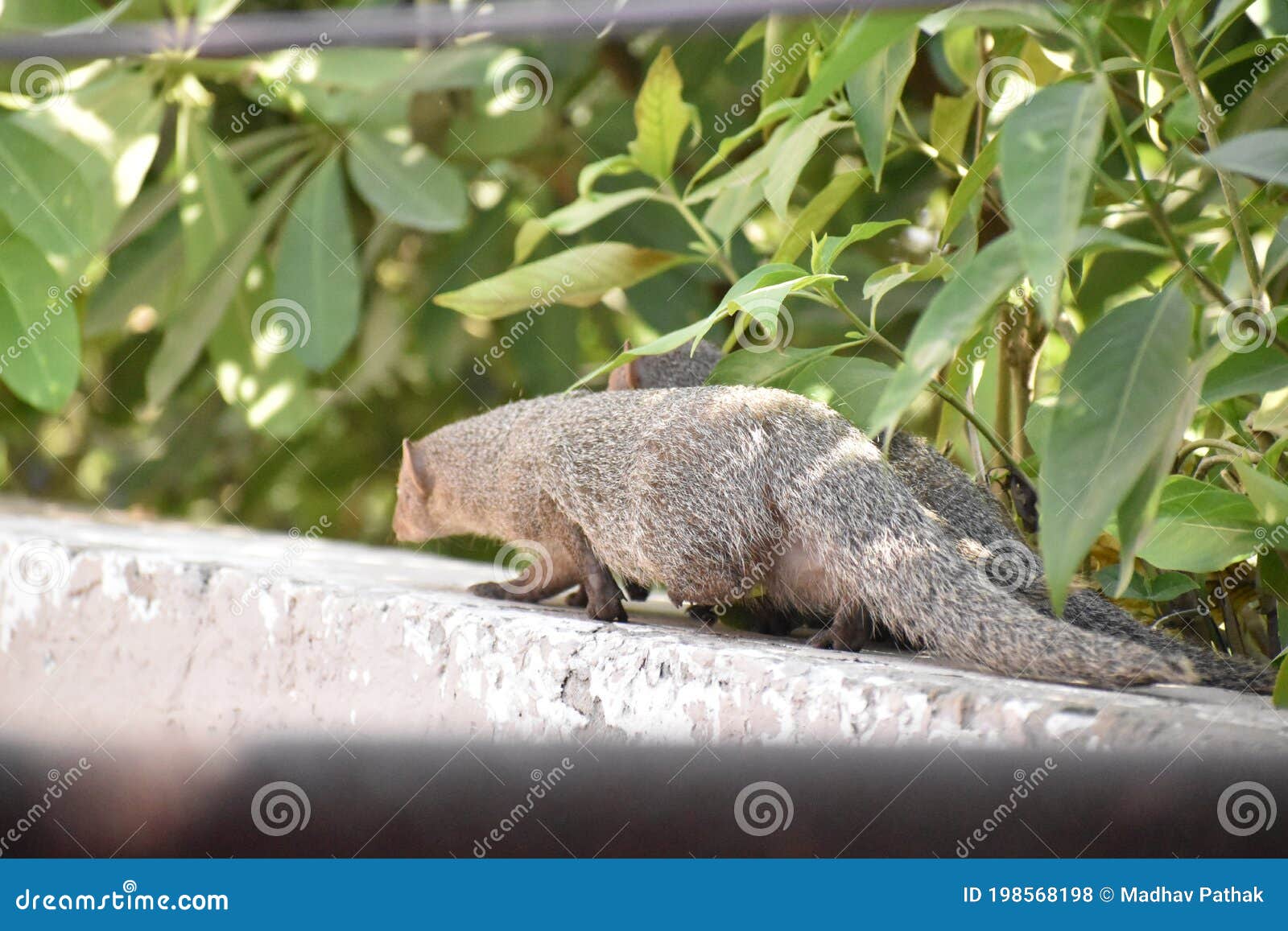 Mongoose with its kids stock photo. Image of mouse, wildlife - 198568198