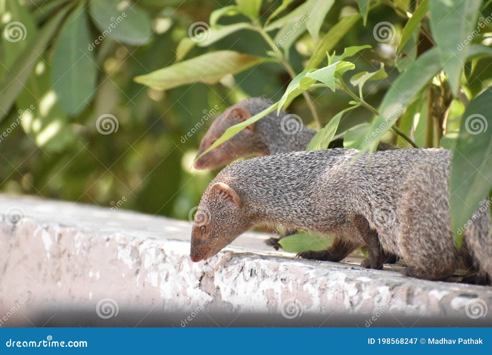 Mongoose with its kids stock image. Image of nature - 198568247