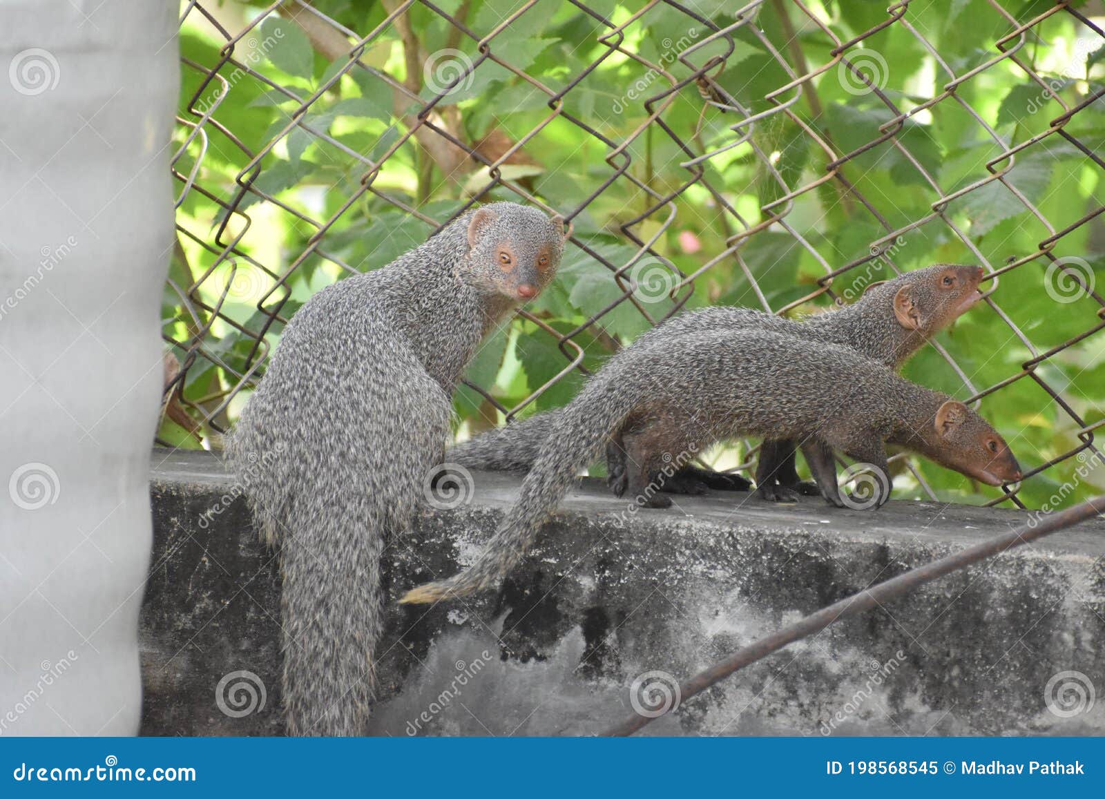 Mongoose and its kids stock image. Image of reptile - 198568545
