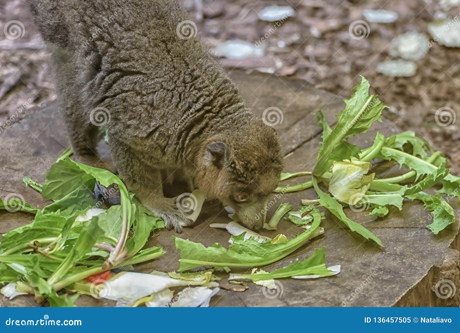 Mongoose Lemur, Eulemur Mongoz, a Small Primate, Originally from ...