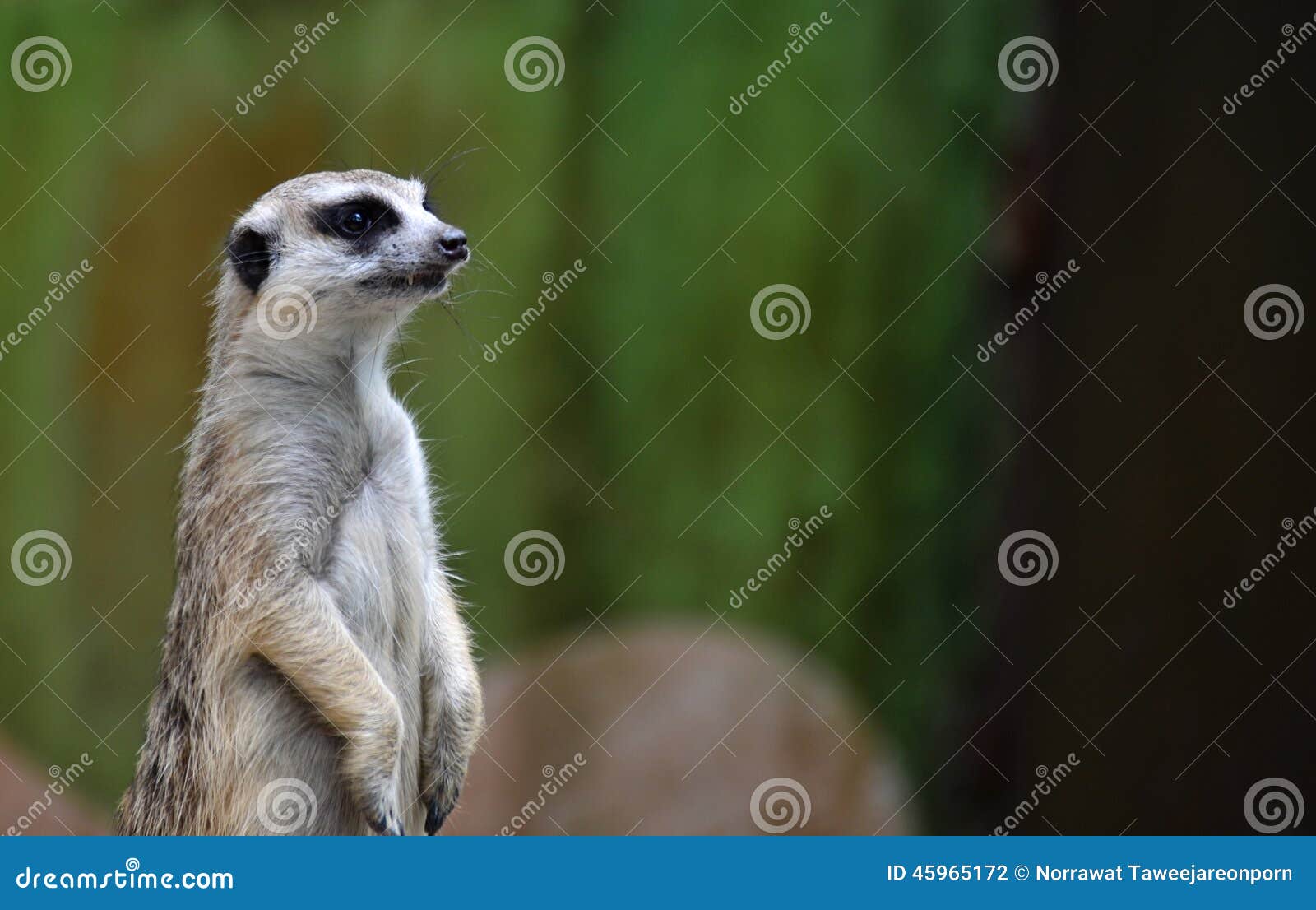 Mongoose stock photo. Image of wildlife, backgrounds - 45965172