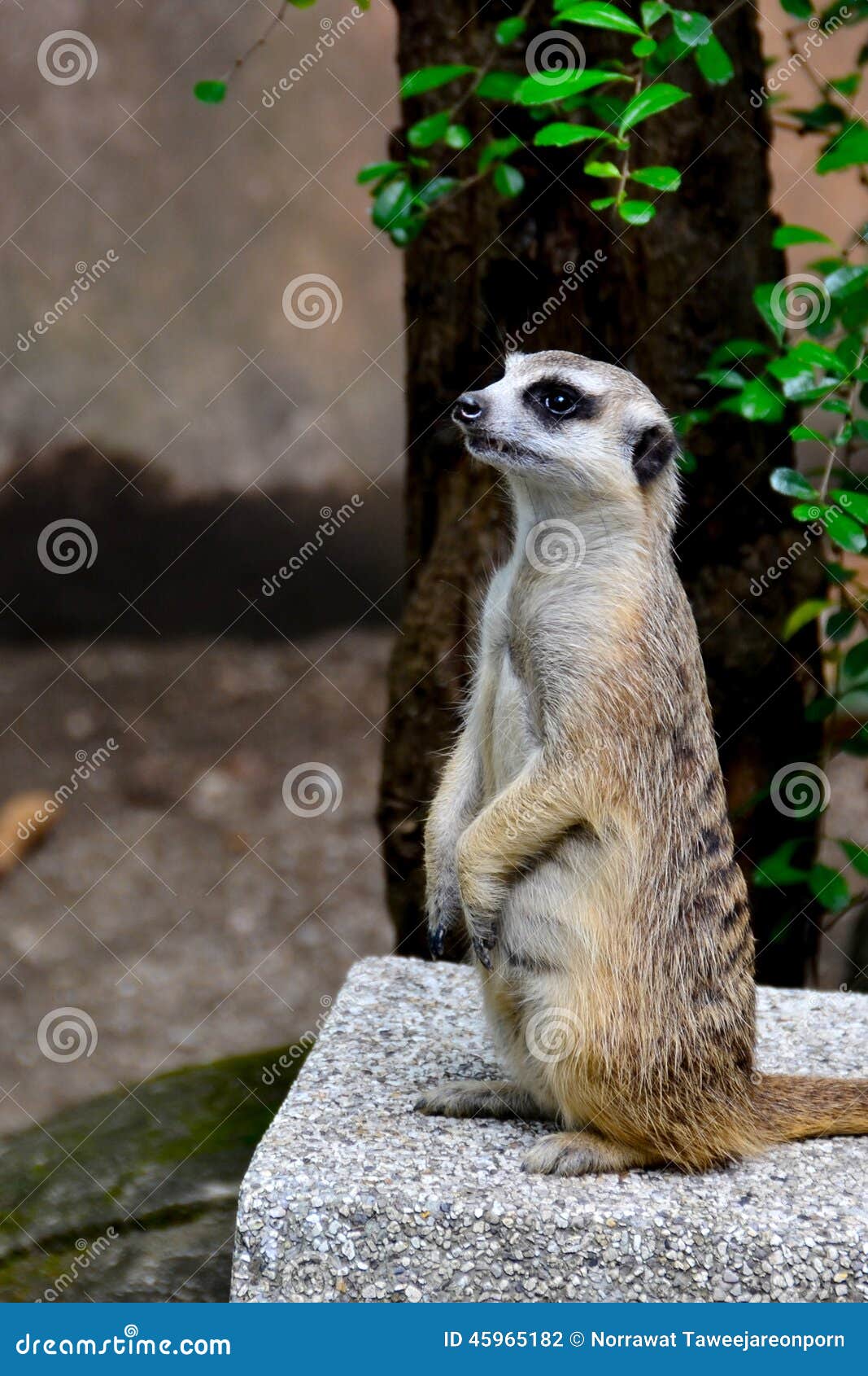 Mongoose stock photo. Image of mammals, abstract, looking - 45965182