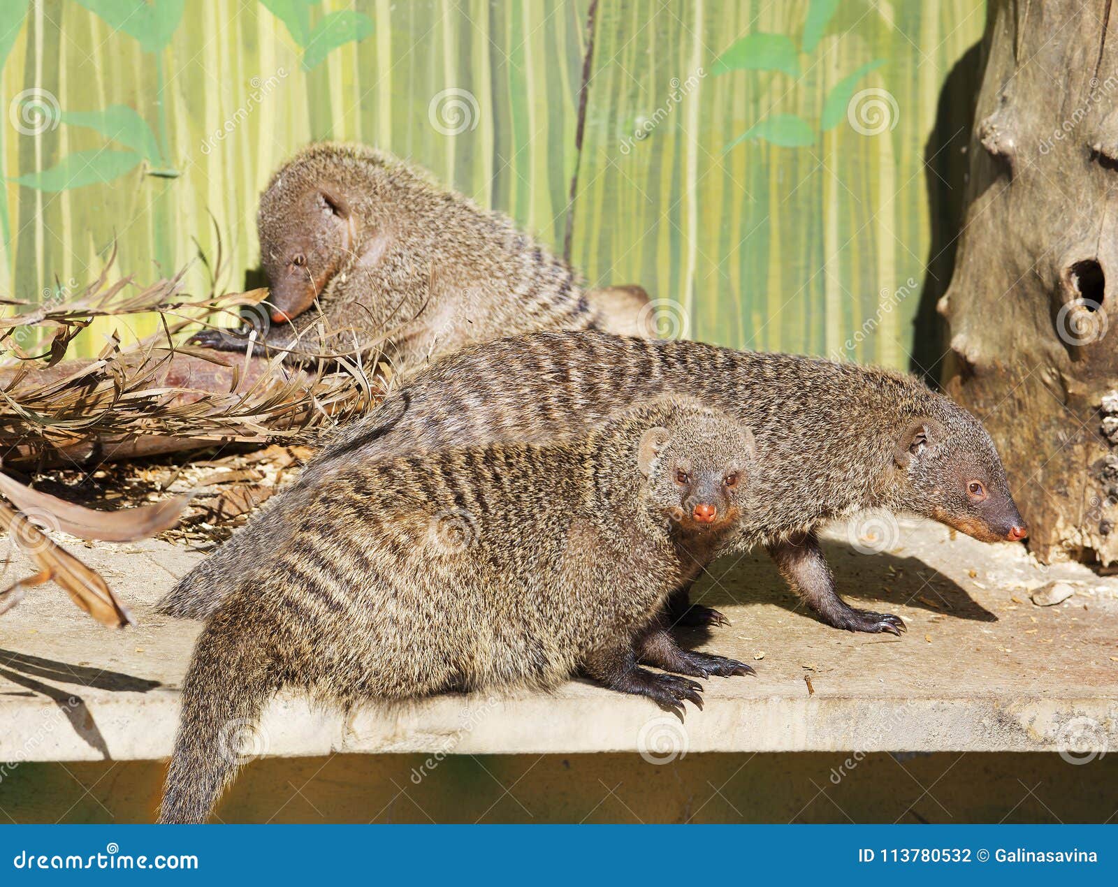 Mongoose. stock photo. Image of mongoose, muzzle, predator - 113780532