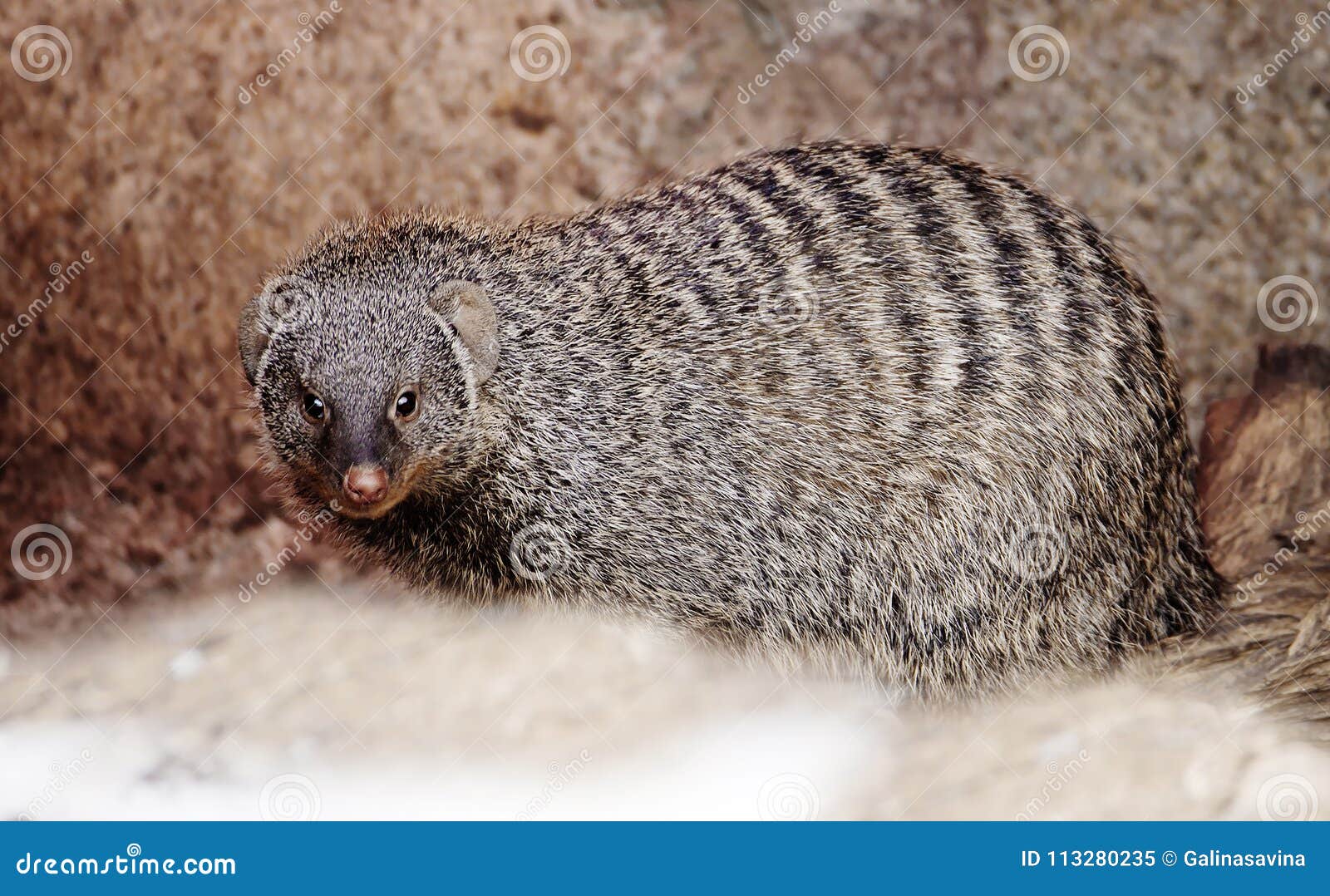 Mongoose. stock image. Image of gray, predator, striped - 113280235