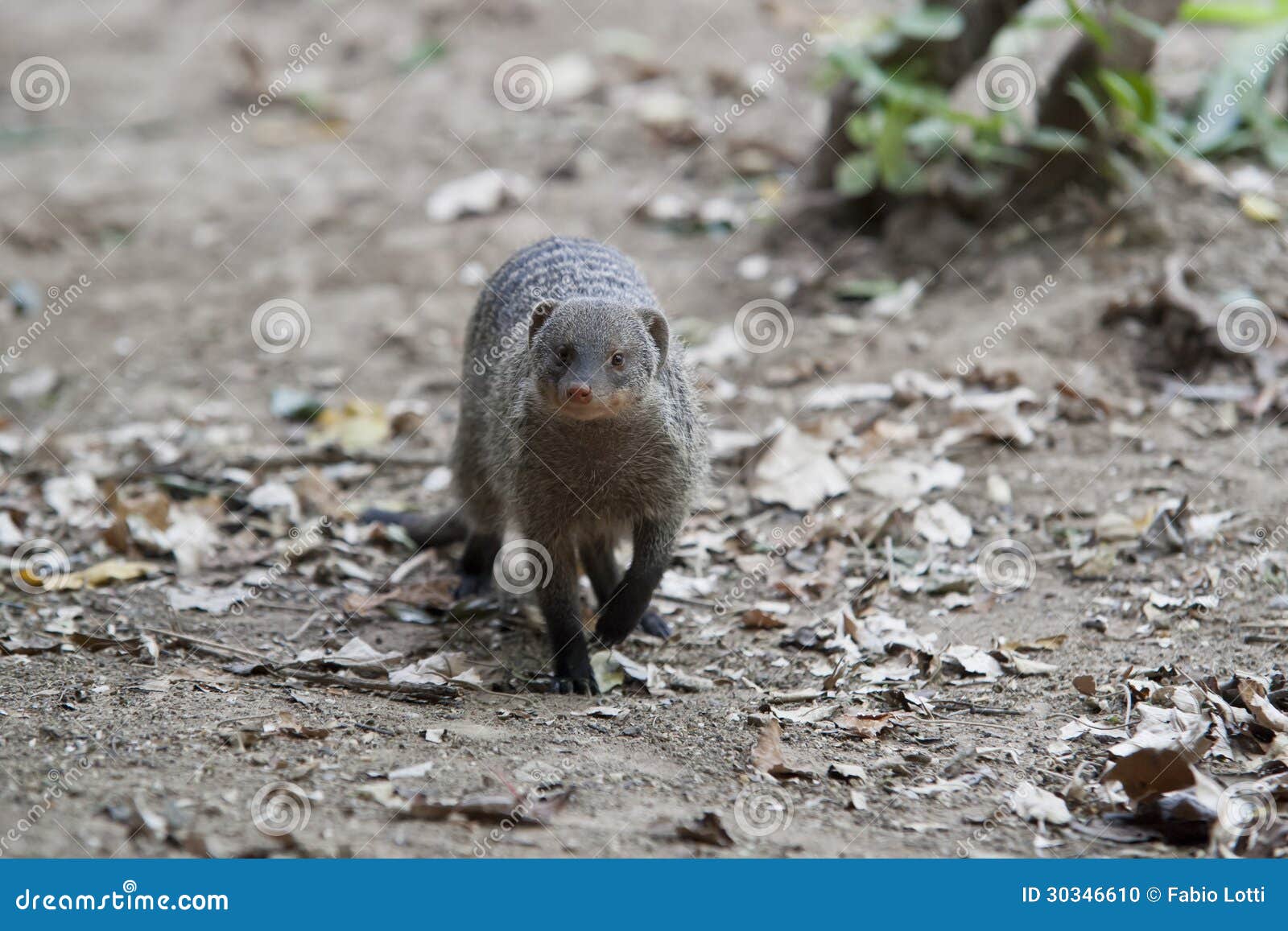 Mongoose stock photo. Image of mammal, mongoose, carnivore - 30346610