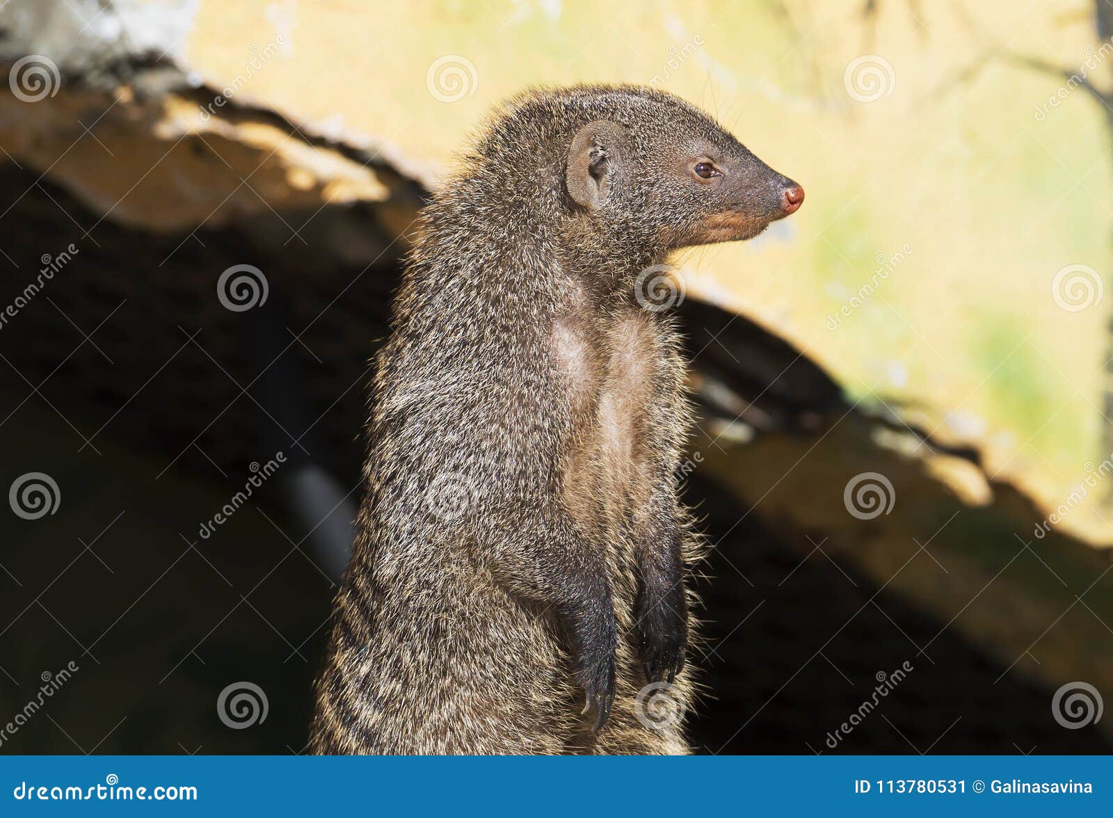Mongoose. stock image. Image of gray, narrow, mongoose - 113780531