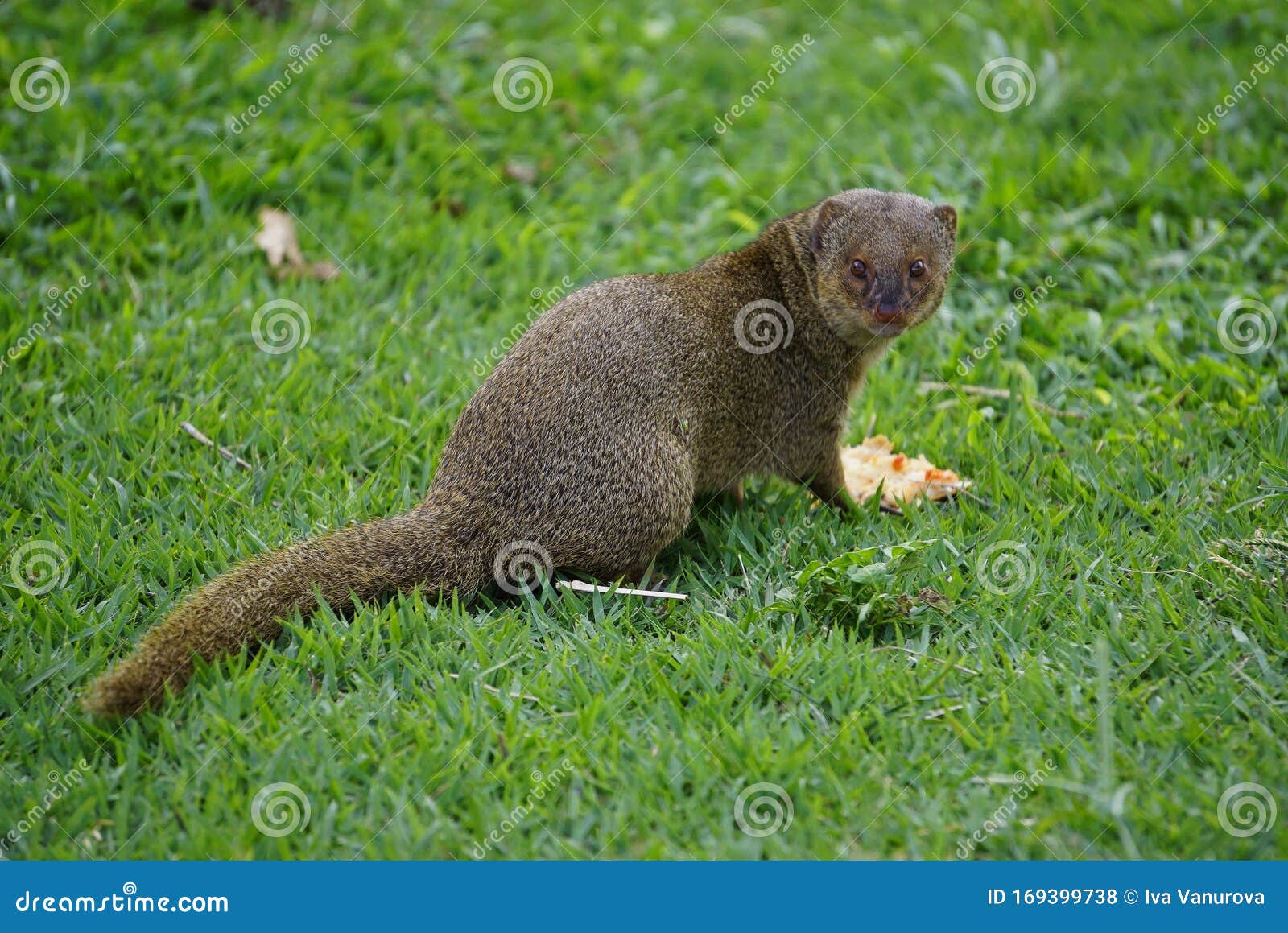 Mongoose stock photo. Image of small, tail, rodent, bushy - 169399738