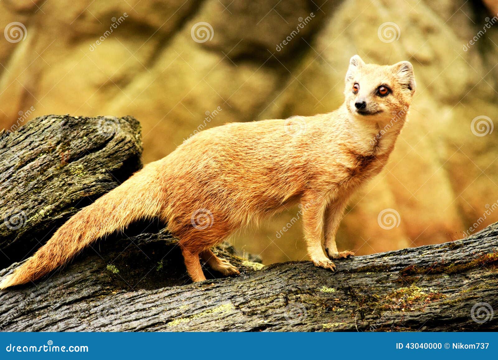 Mongoose. stock photo. Image of mongooses, summer, nature - 43040000