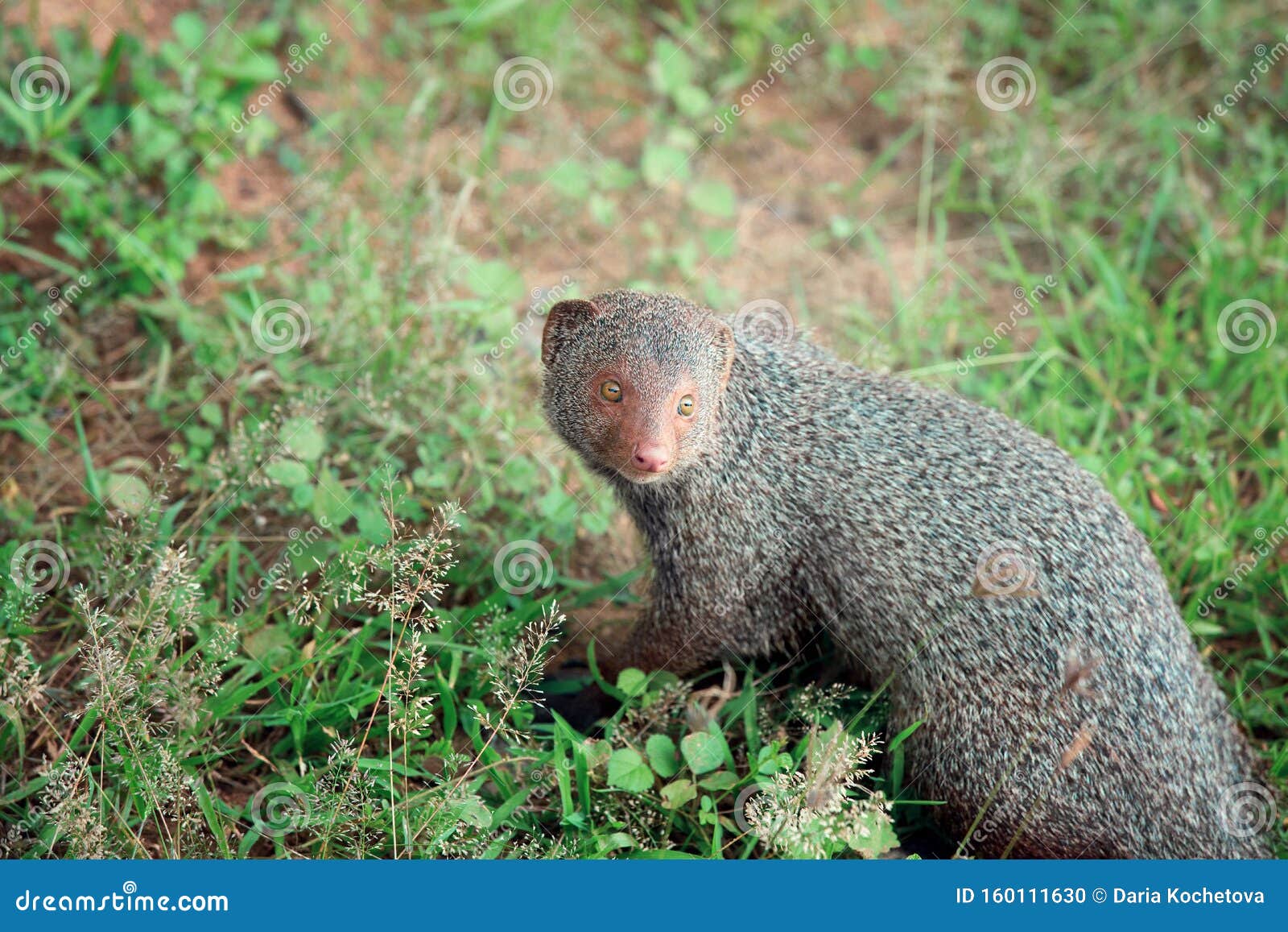 Mongoose in National Park Yala Stock Photo - Image of face, mongoose ...