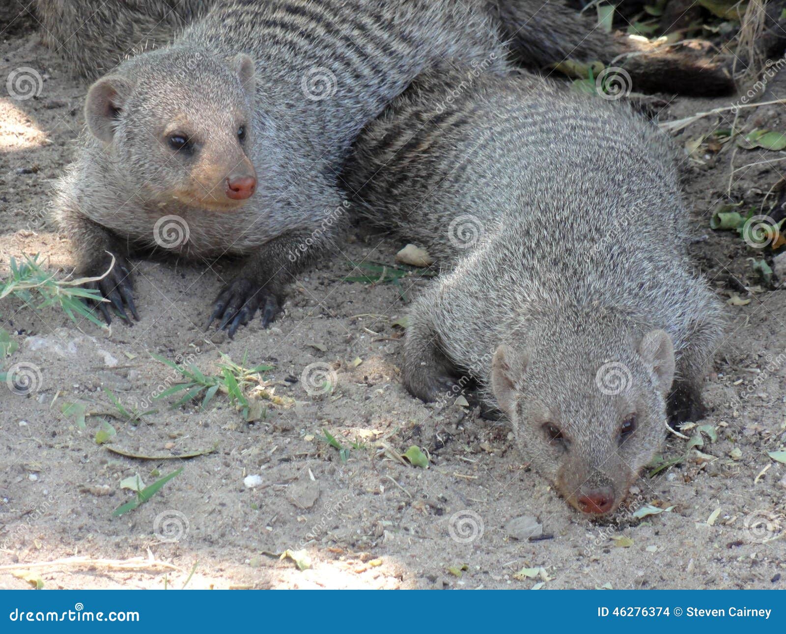 Mongoose Pair stock photo. Image of lone, pair, relaxing - 46276374