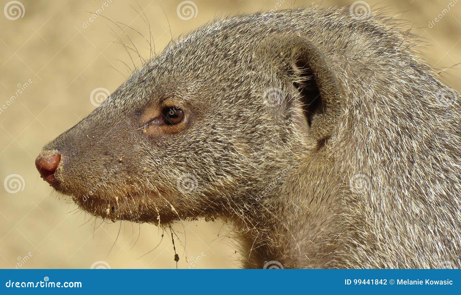 Mongoose portrait stock photo. Image of wild, whiskers - 99441842