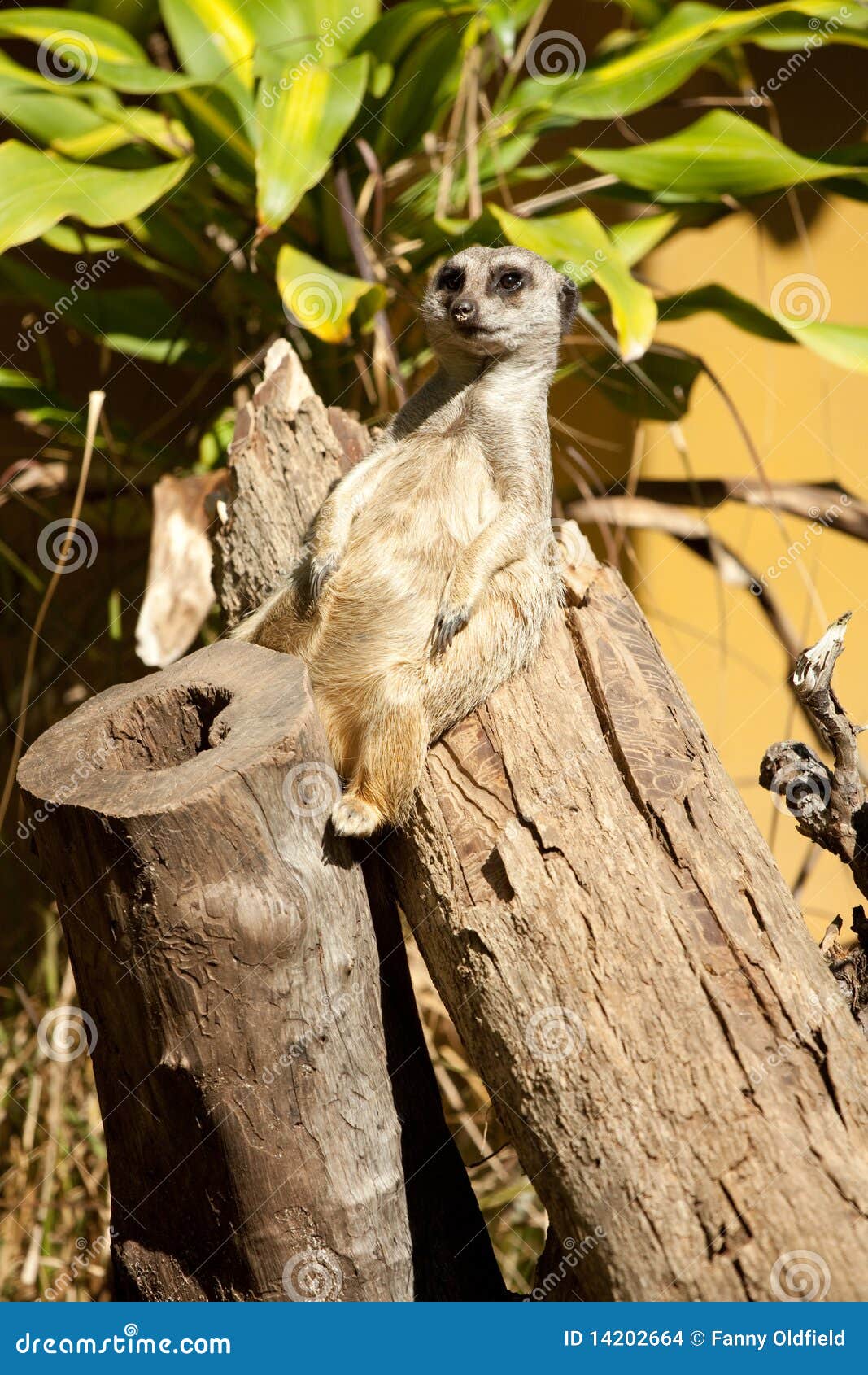 Mongoose relaxing stock photo. Image of eyes, couch, nature - 14202664