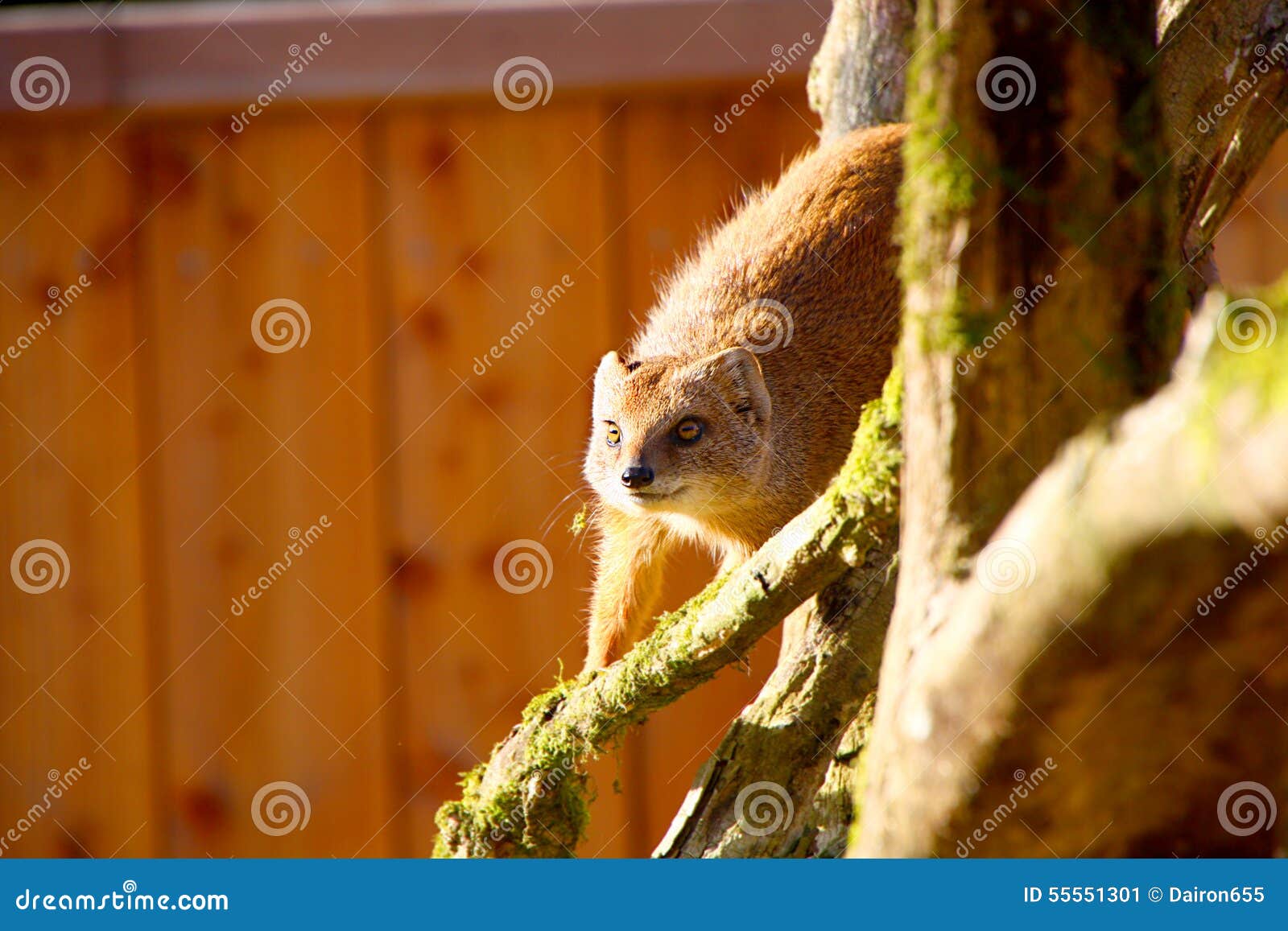 Mongoose stock image. Image of natural, africa, meerkat - 55551301