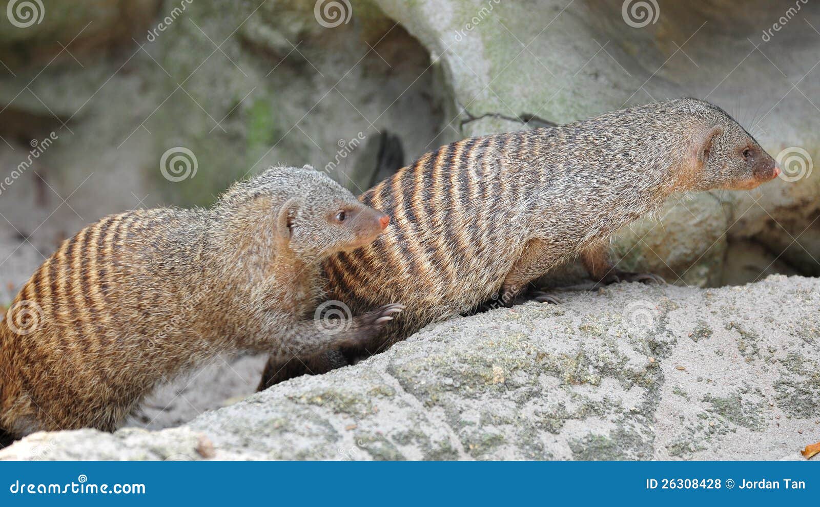 Mongoose Searching for Food Stock Photo - Image of active, mongoose ...