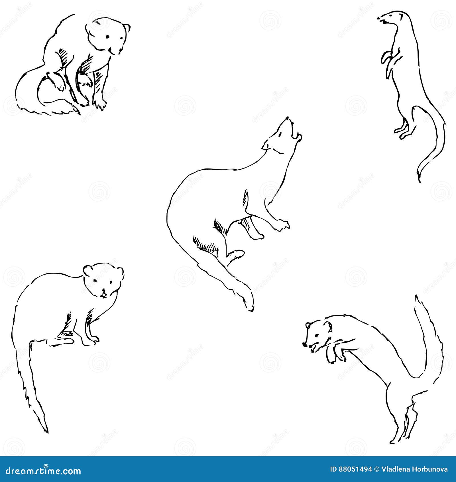 Mongoose Animal Drawing