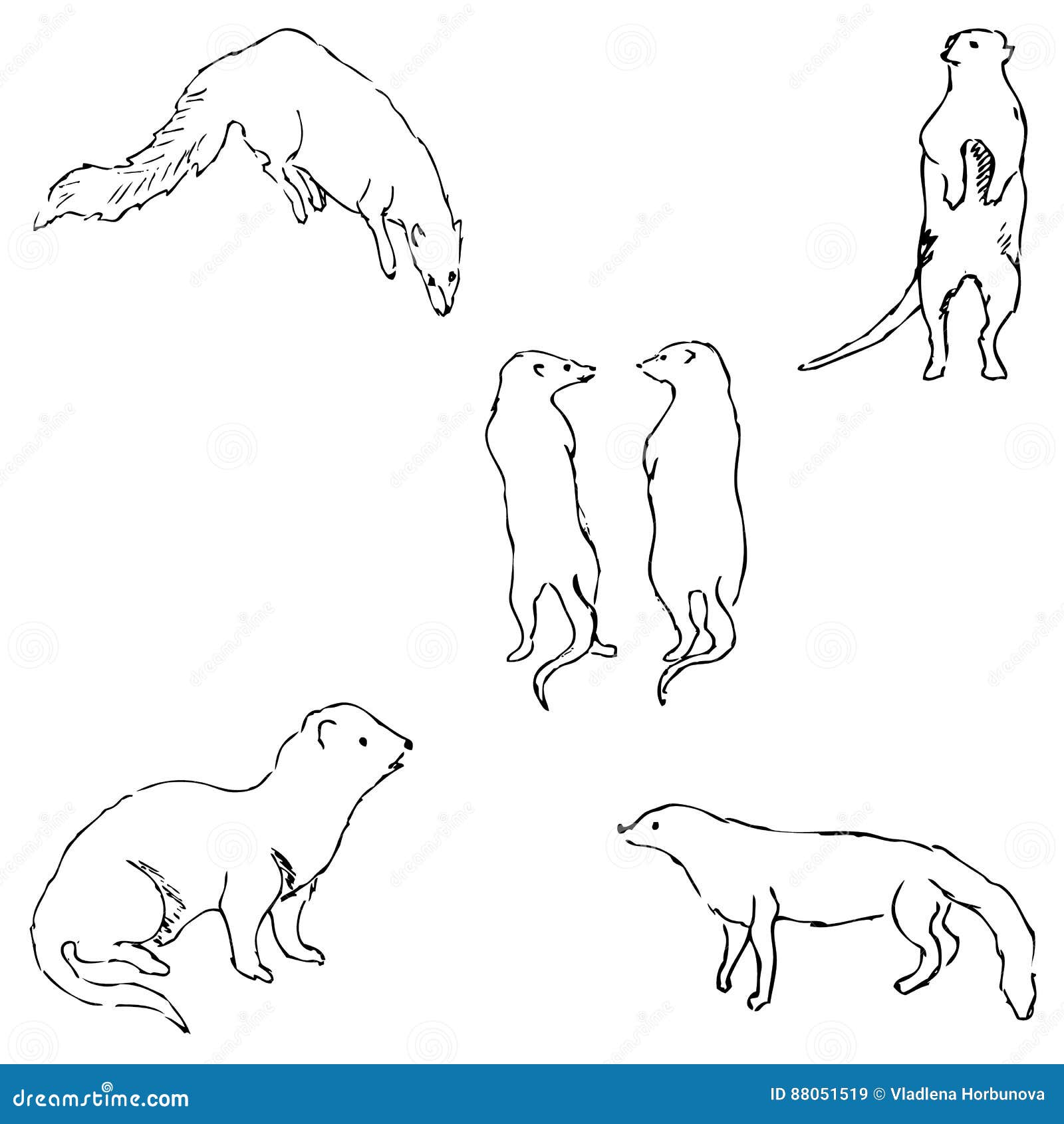 Mongoose Animal Drawing